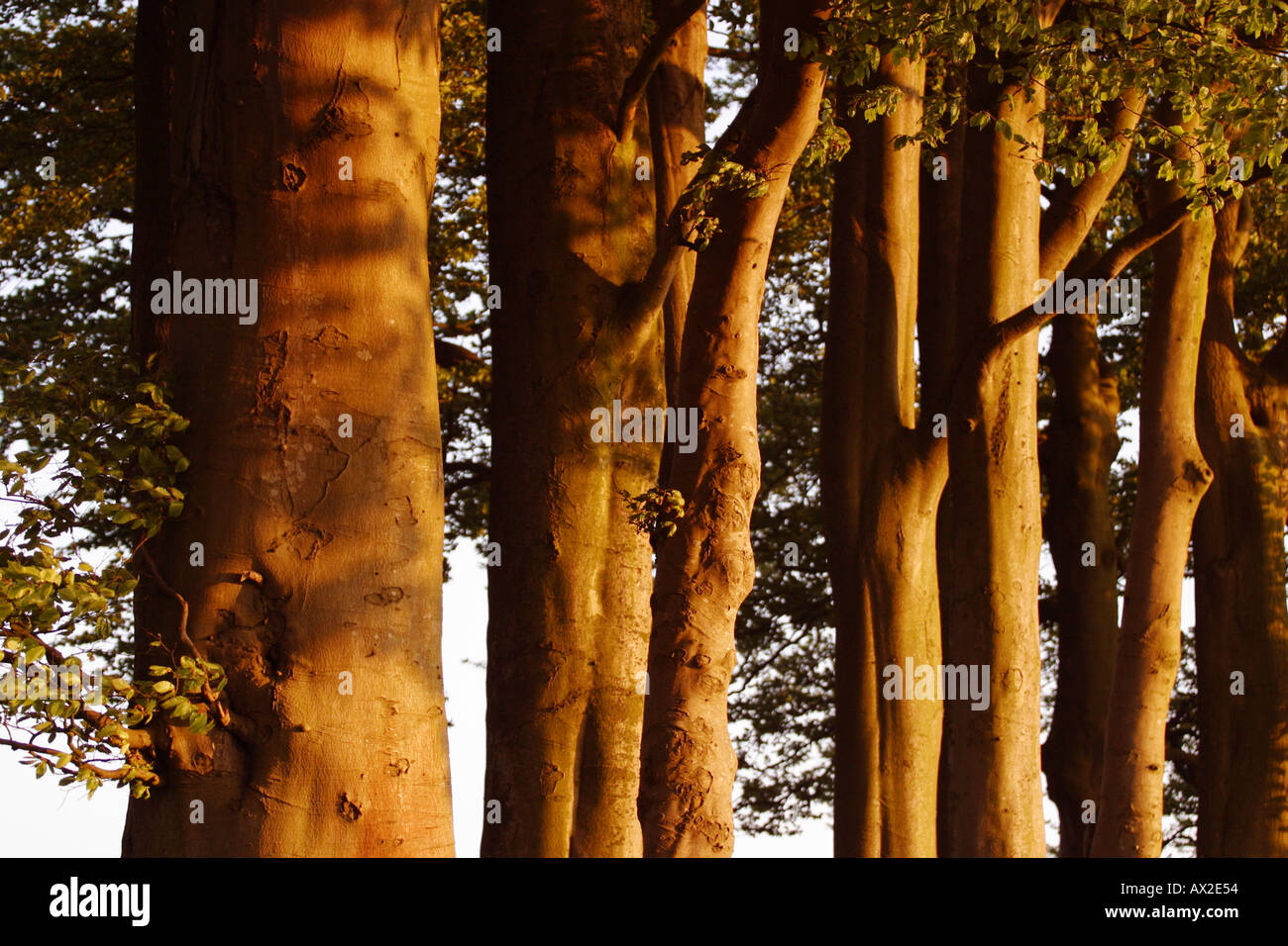 Tree trunk lit evening sun hi-res stock photography and images - Alamy