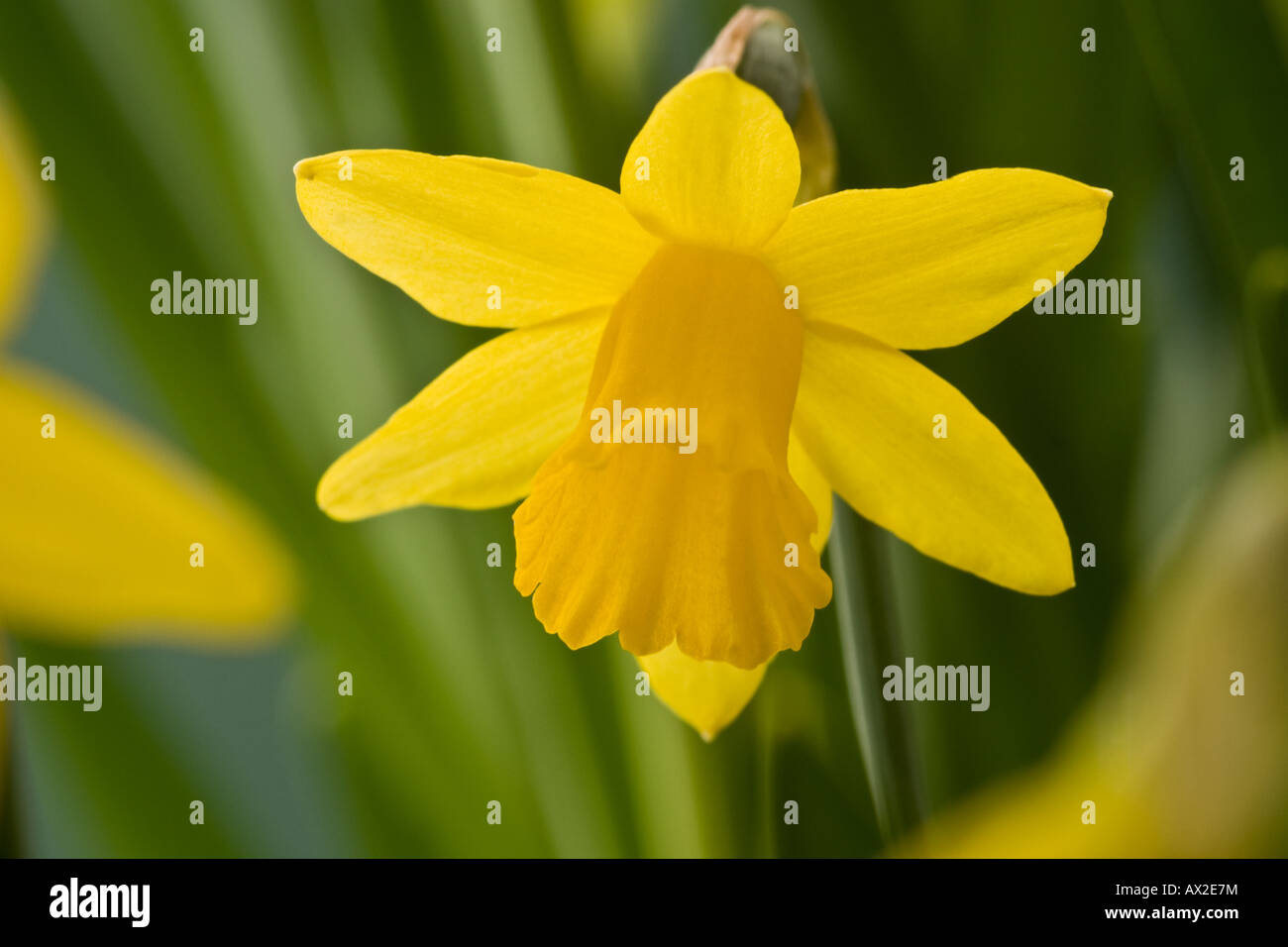 Daffodil in full bloom Stock Photo - Alamy