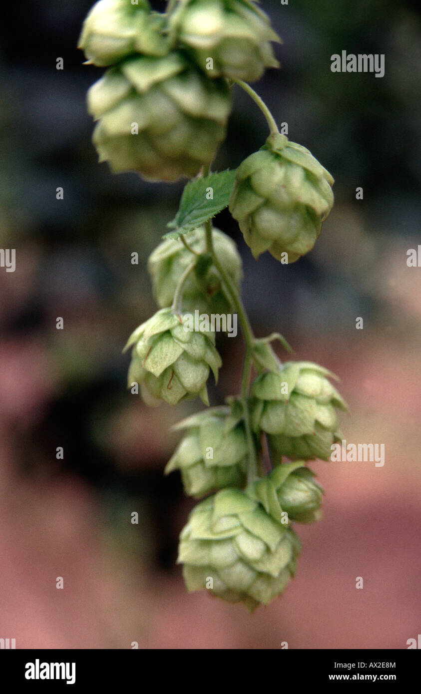 Hop flower hi-res stock photography and images - Alamy
