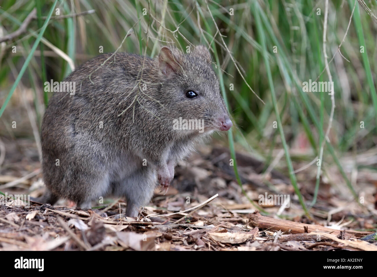 Long-nosed potoroo, potorous tridactylus, single adult Stock Photo - Alamy