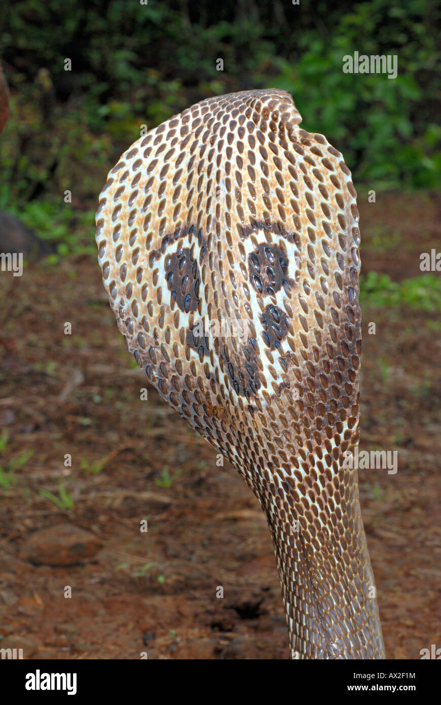 SPECTACLED COBRA. Naja naja. Venomous, common. genus of venomous elapid ...