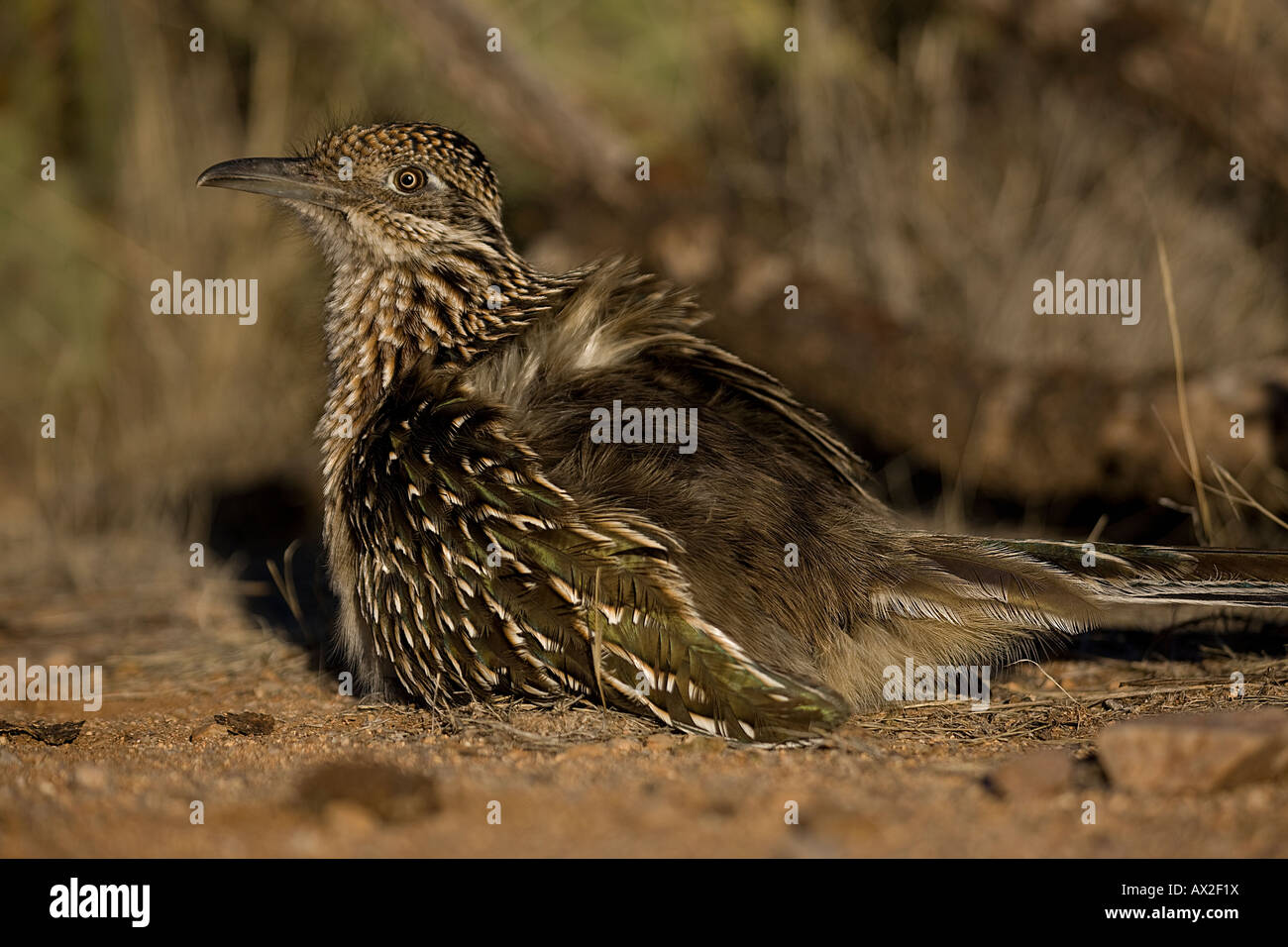 Greater Roadrunner Sunbathing (Geococcyx californianus) Arizona Large ...