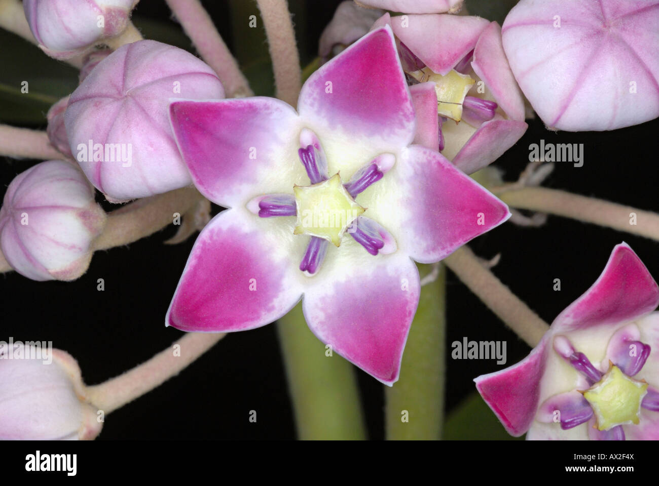 Crown Flower, Akund. Calotropis gigantea Family: Asclepiadaceae ...