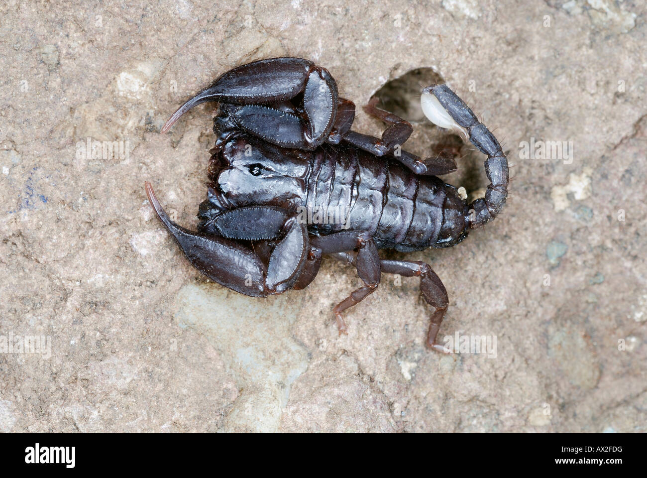 Close up tail sting scorpion hi-res stock photography and images - Alamy