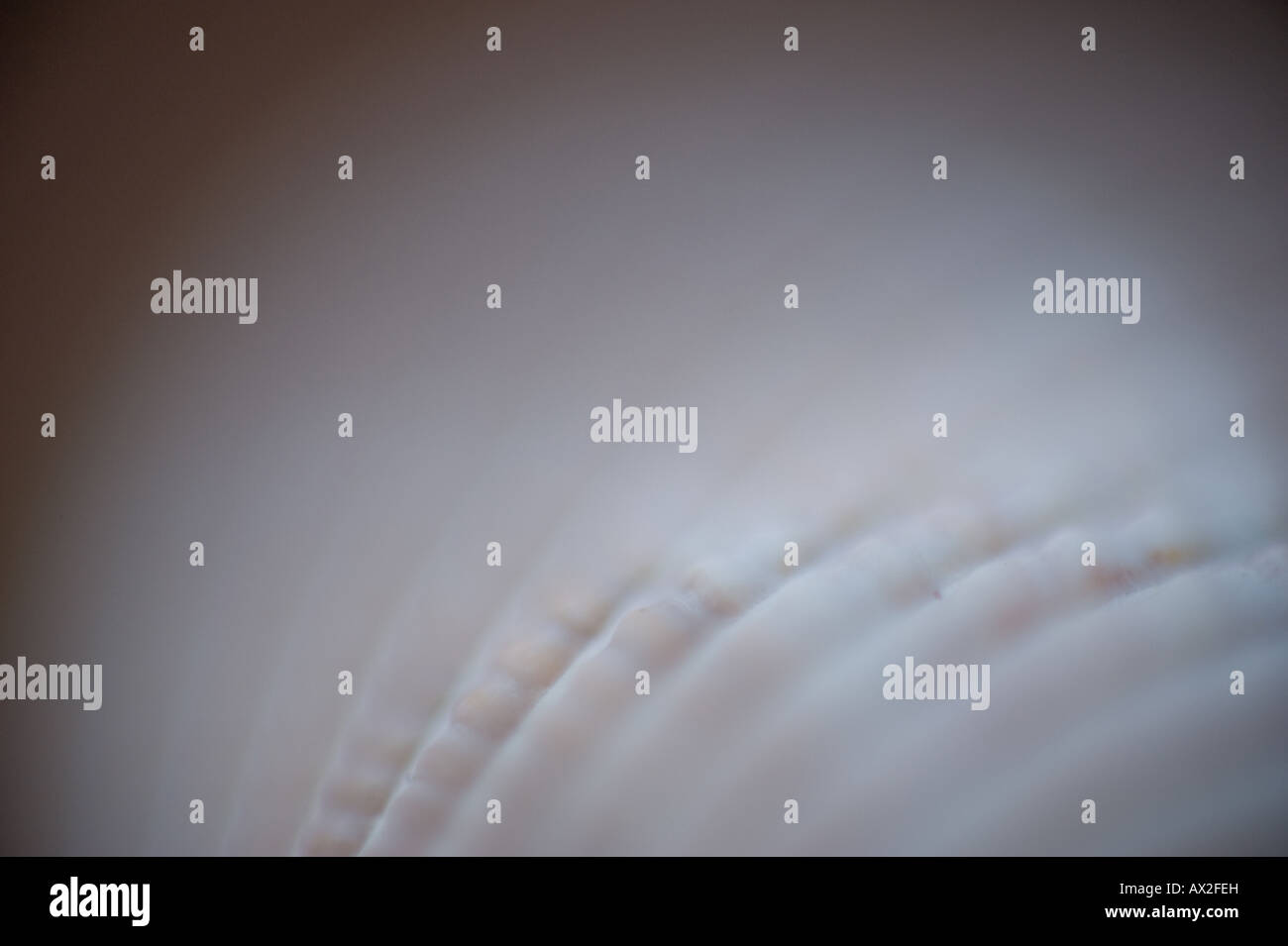 Extreme close up of sea shell textures Stock Photo - Alamy