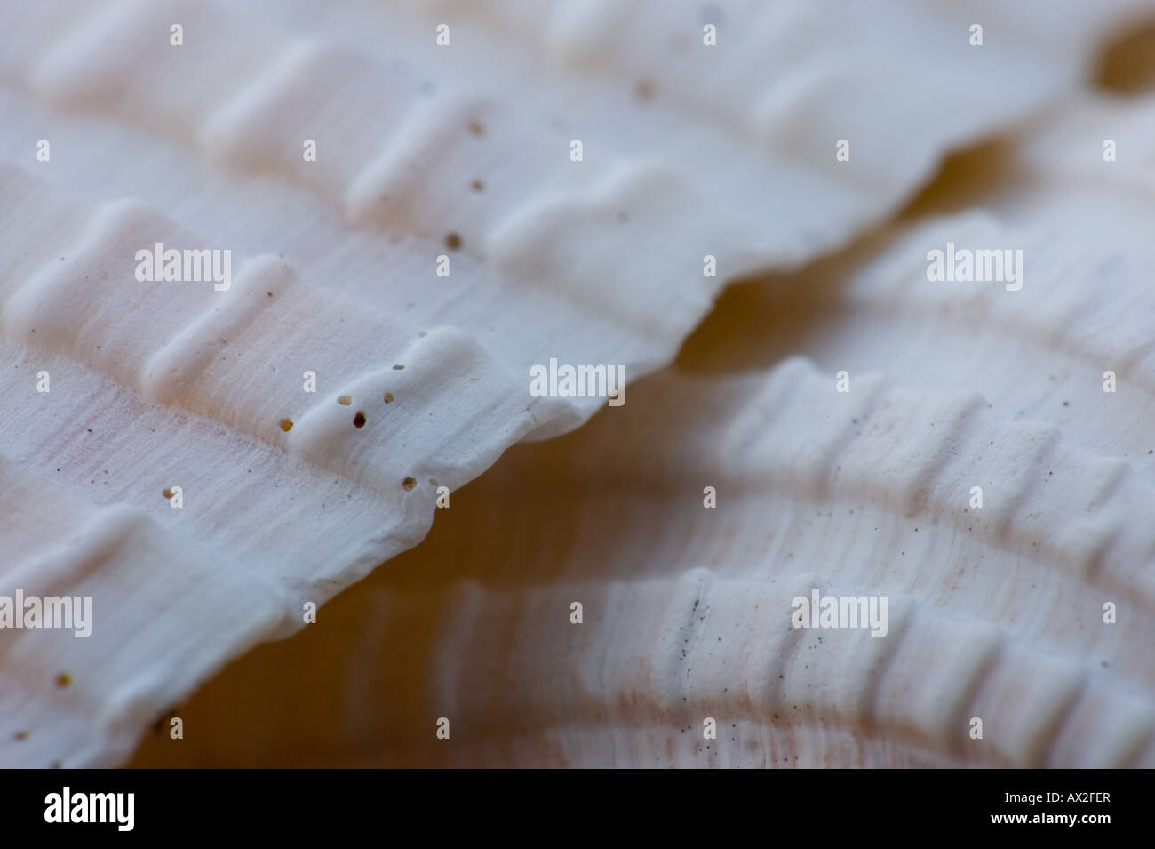Extreme close up of sea shell textures Stock Photo - Alamy