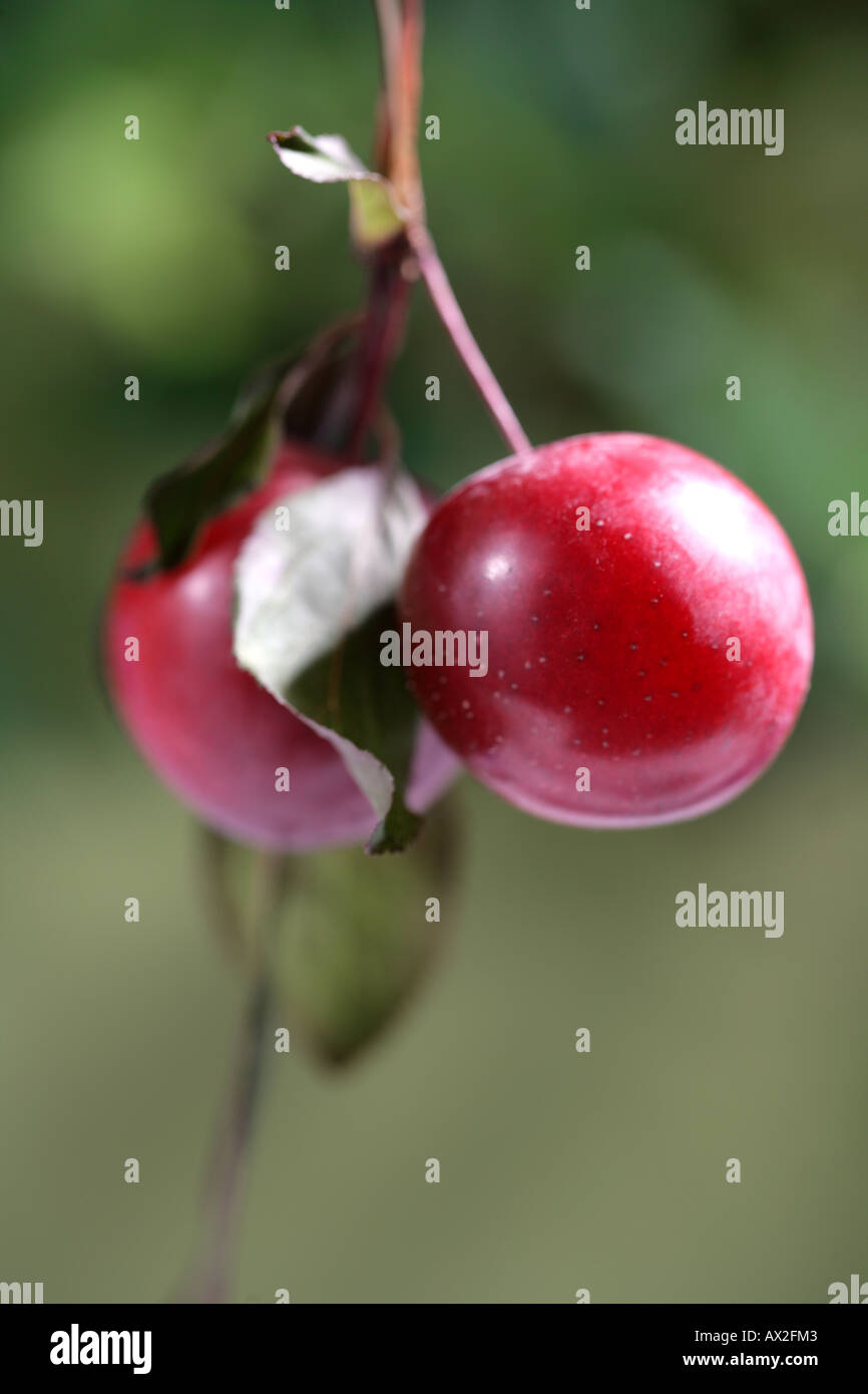 Plum branch detail Stock Photo - Alamy