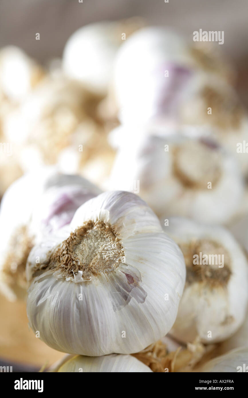 String of garlics with perspective hi-res stock photography and images ...