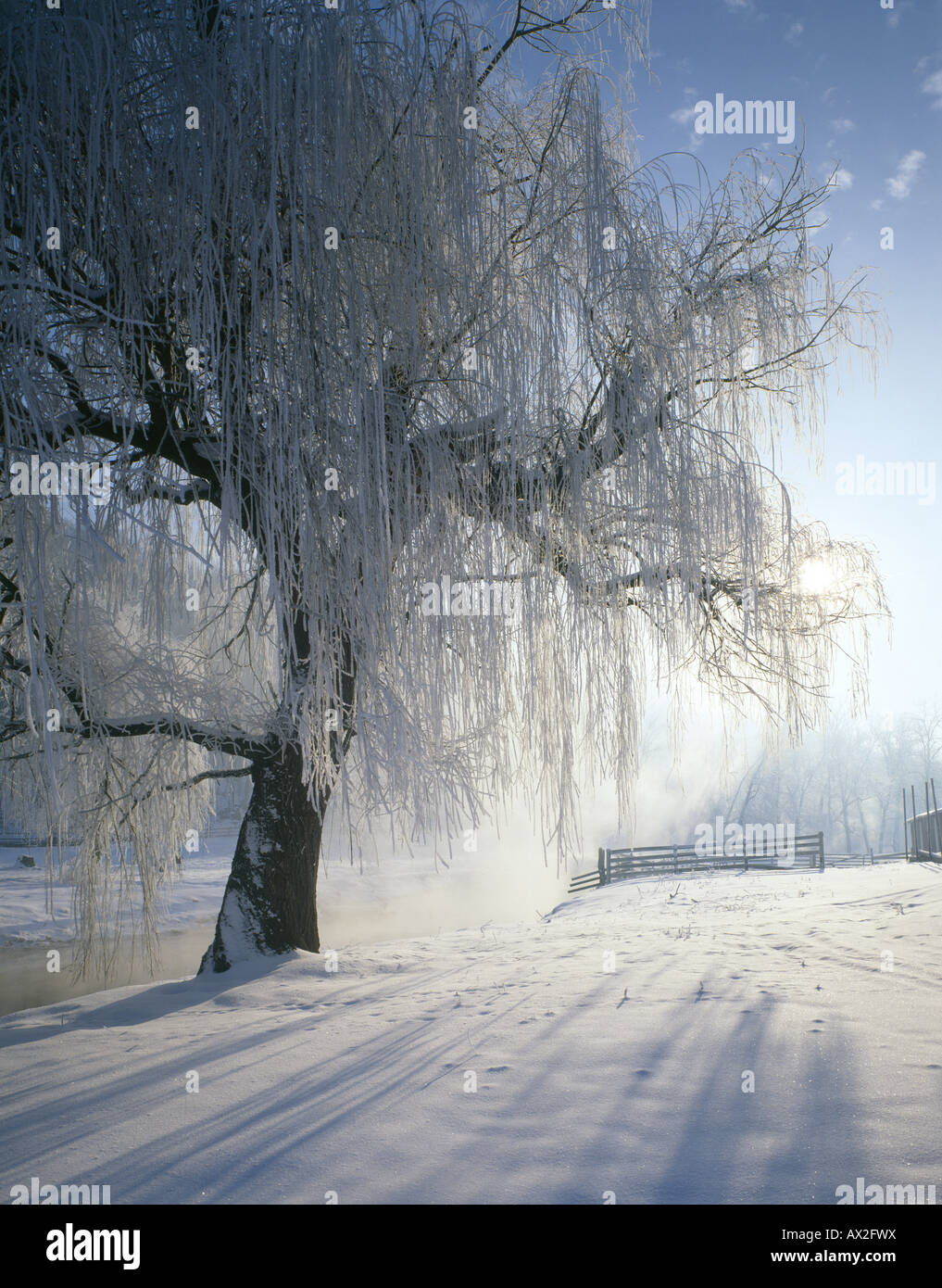 SUN SHINING THROUGH WILLOW TREE WITH HOAR FROST Stock Photo - Alamy