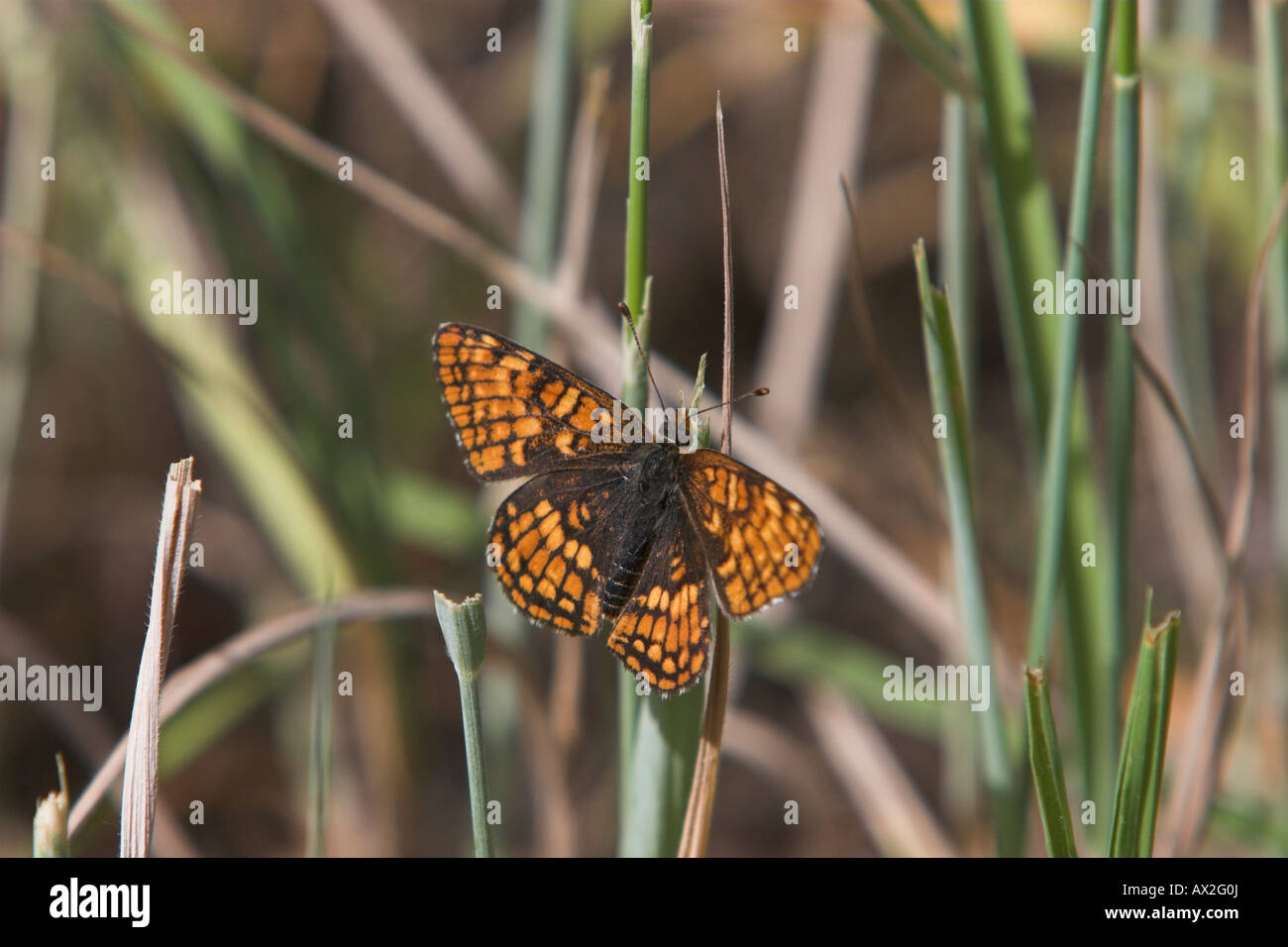 Northern checkerspot butterfly hi-res stock photography and images - Alamy