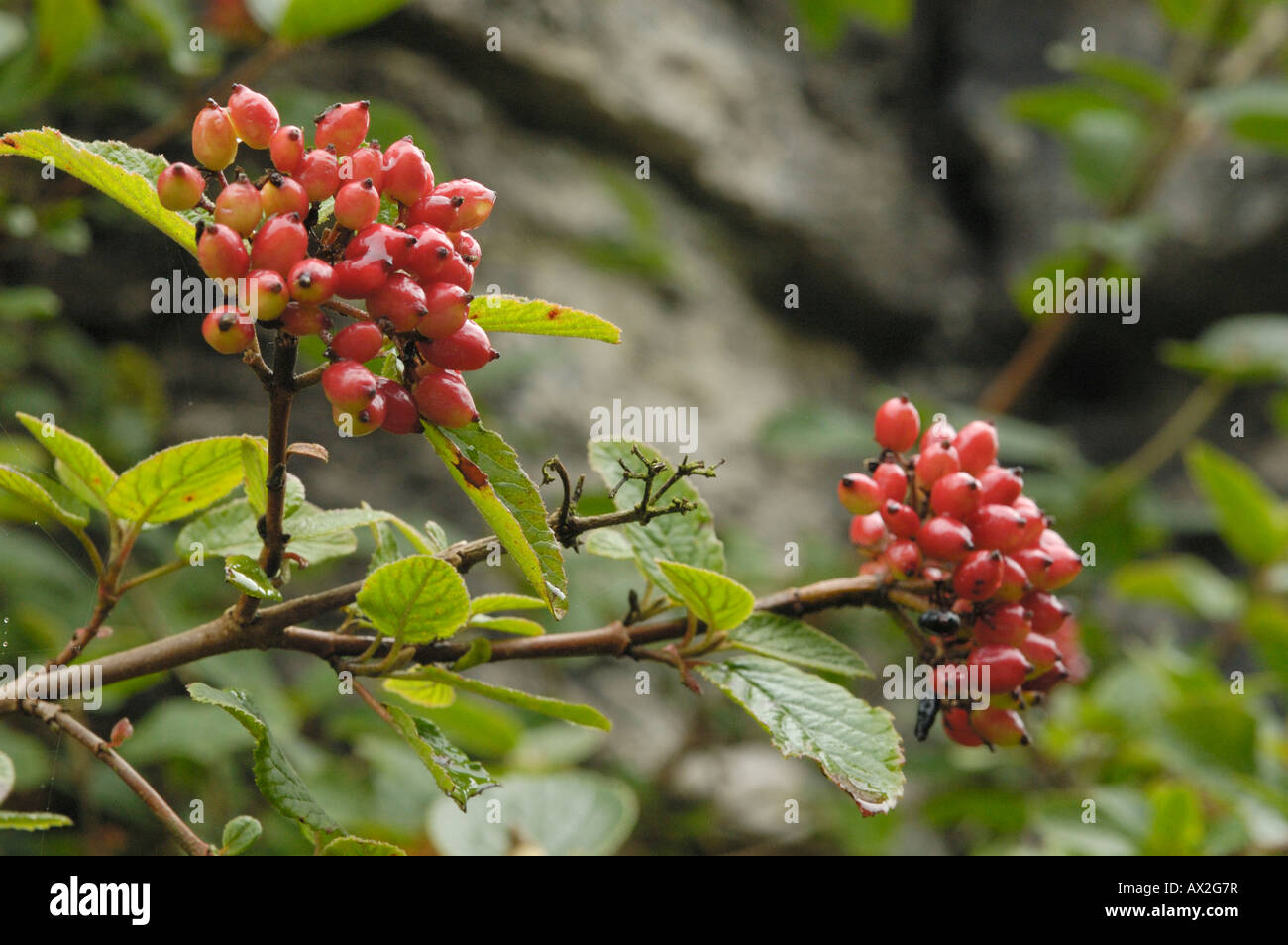 Wayfaring tree, viburnum lantana Stock Photo - Alamy