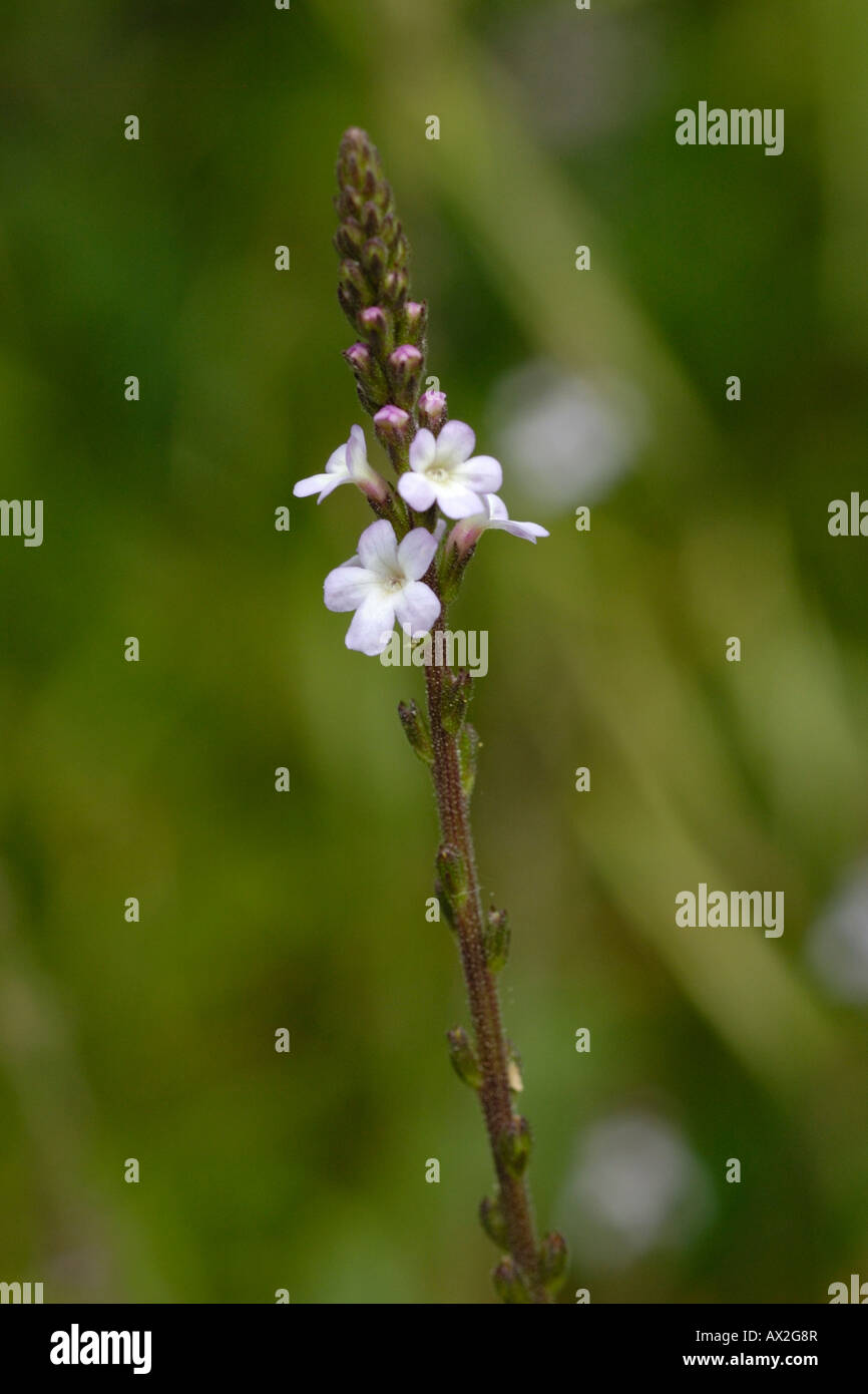 Vervain, verbena officinalis Stock Photo - Alamy