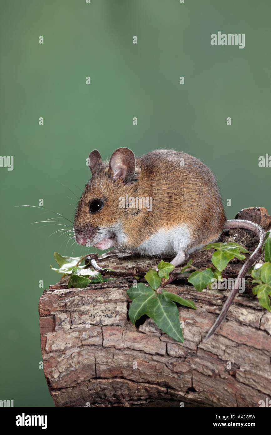 Mouse Washing Stock Photos & Mouse Washing Stock Images - Alamy