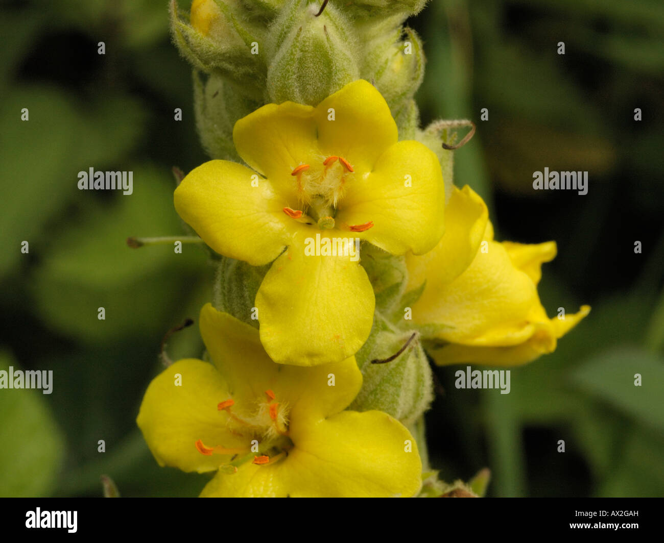 Great mullein hi-res stock photography and images - Alamy