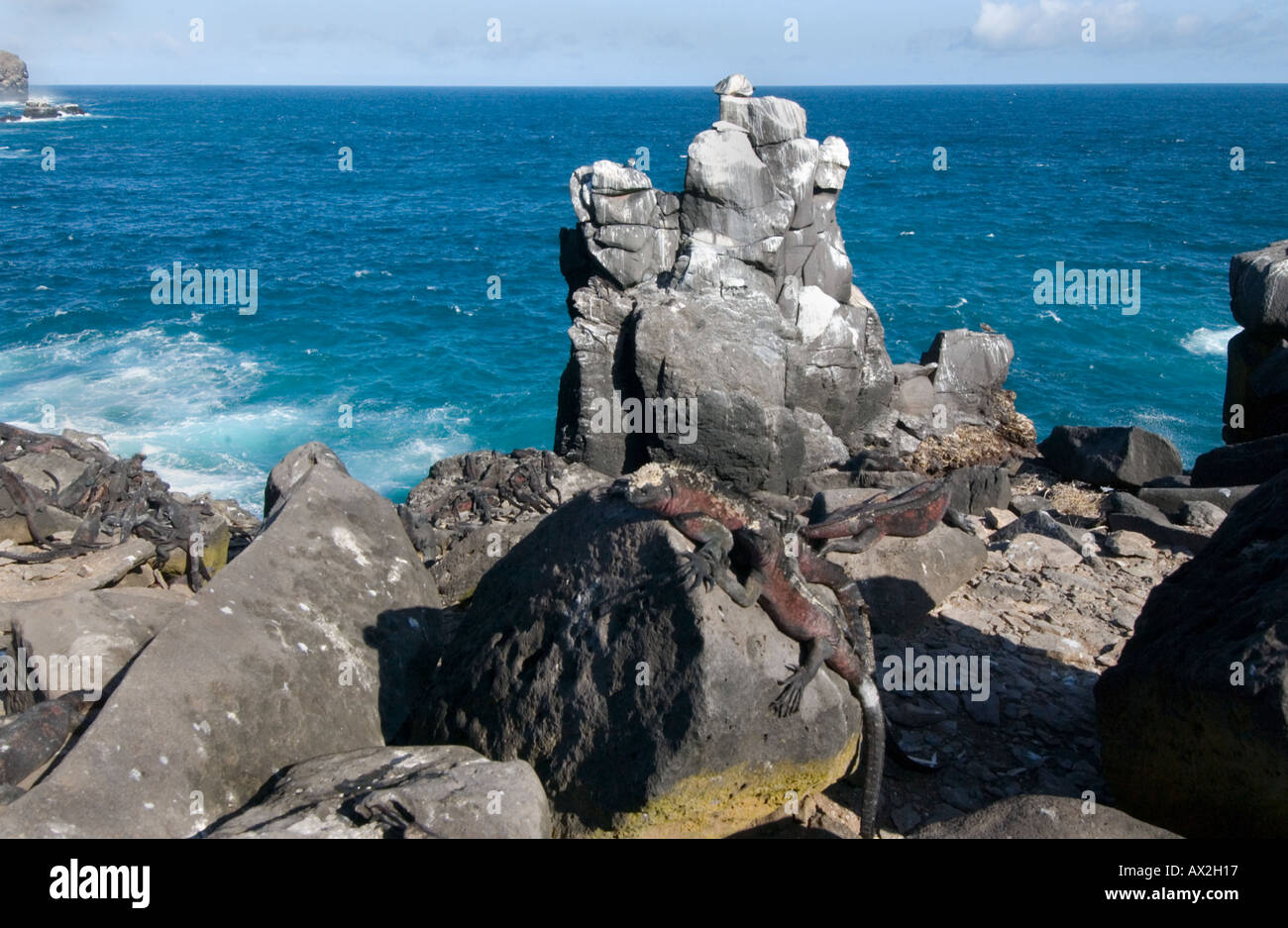 Marine iguanas (Amblyrhynchus cristatus) basking in the sun Punta ...