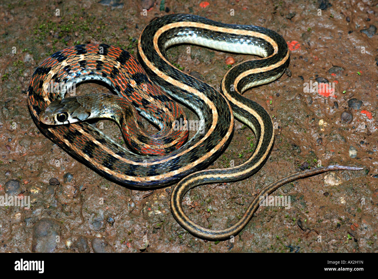 Buff striped keelback snake hi-res stock photography and images - Alamy