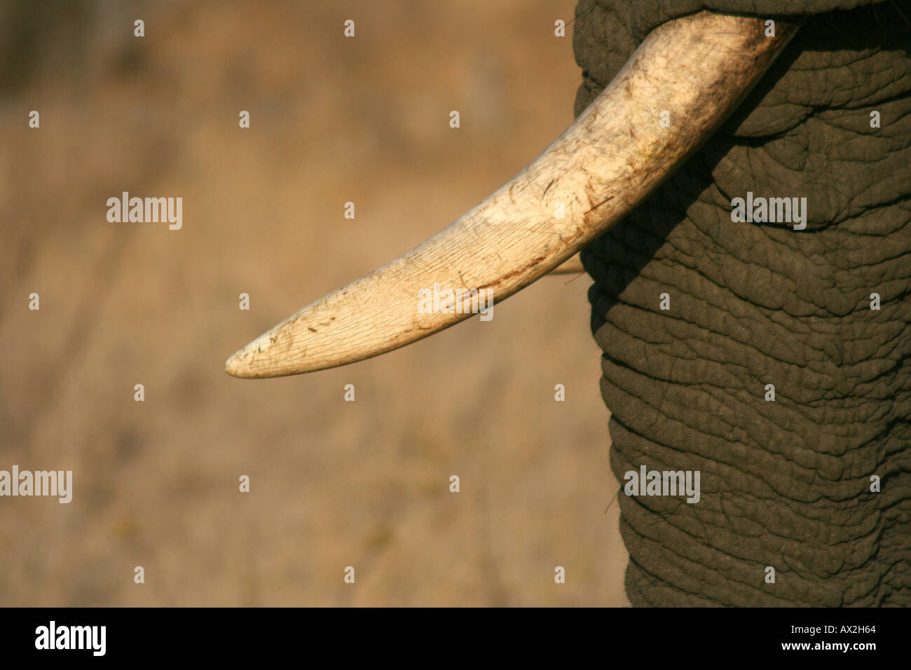 Tangala hi-res stock photography and images - Alamy