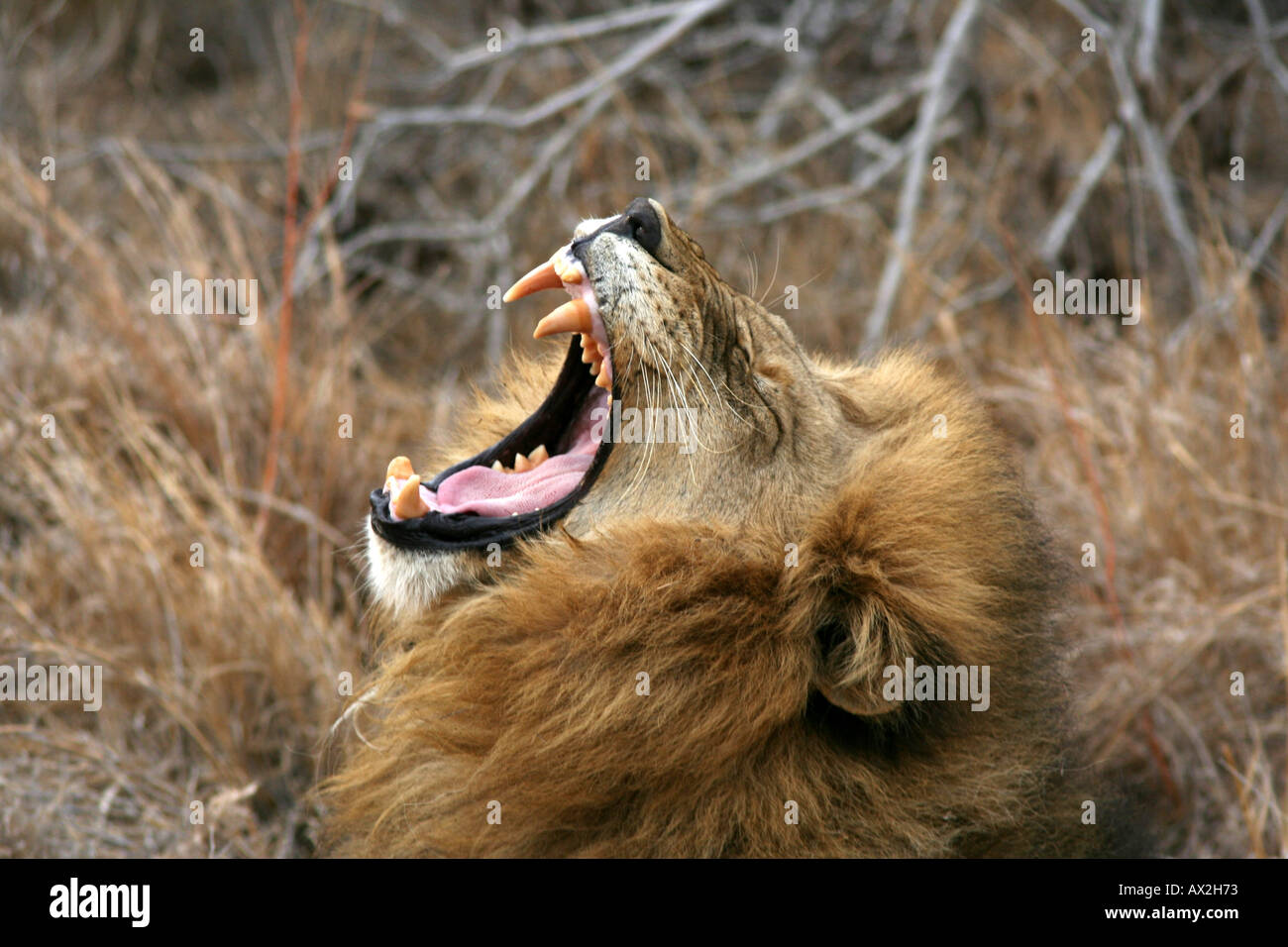 Simba lion hi-res stock photography and images - Alamy