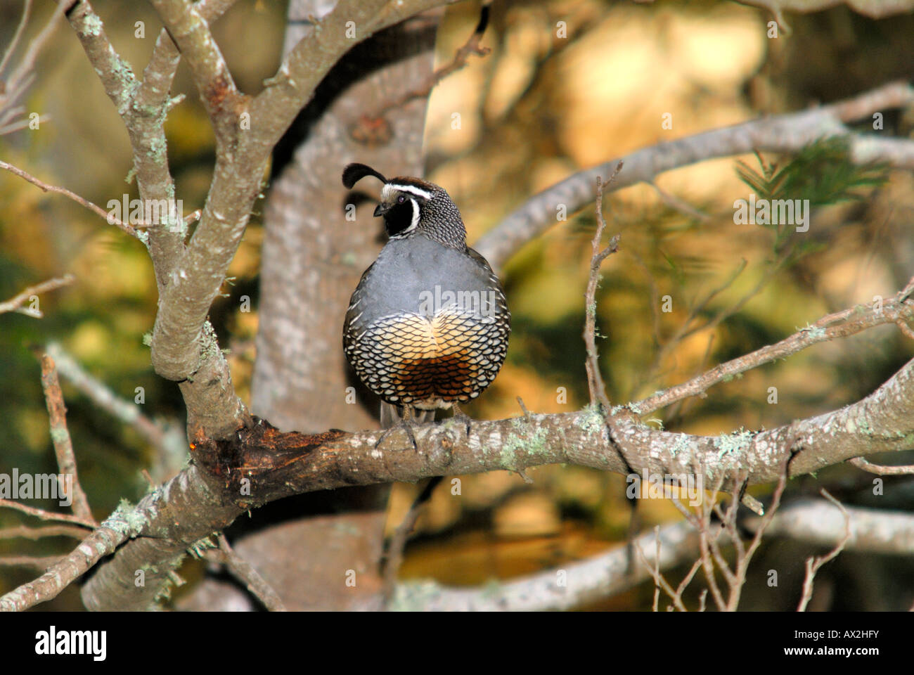 Quail island new zealand hi-res stock photography and images - Alamy