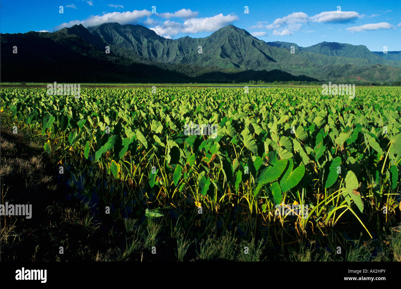Taro Fields in Hanalei Valley Kauai Hawaii USA August 1996 Stock Photo ...