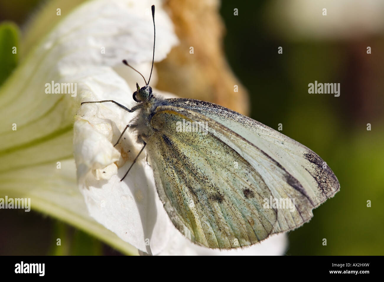 Cabbage white butterfly Stock Photo - Alamy