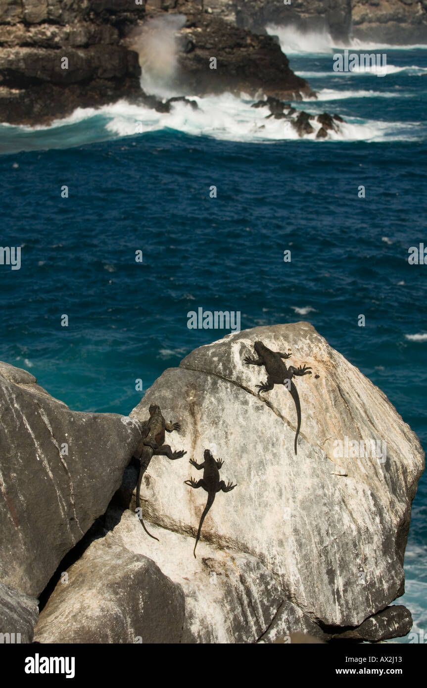 Marine Iguana (Amblyrhynchus cristatus) basking in a sun, Punta Suarez ...