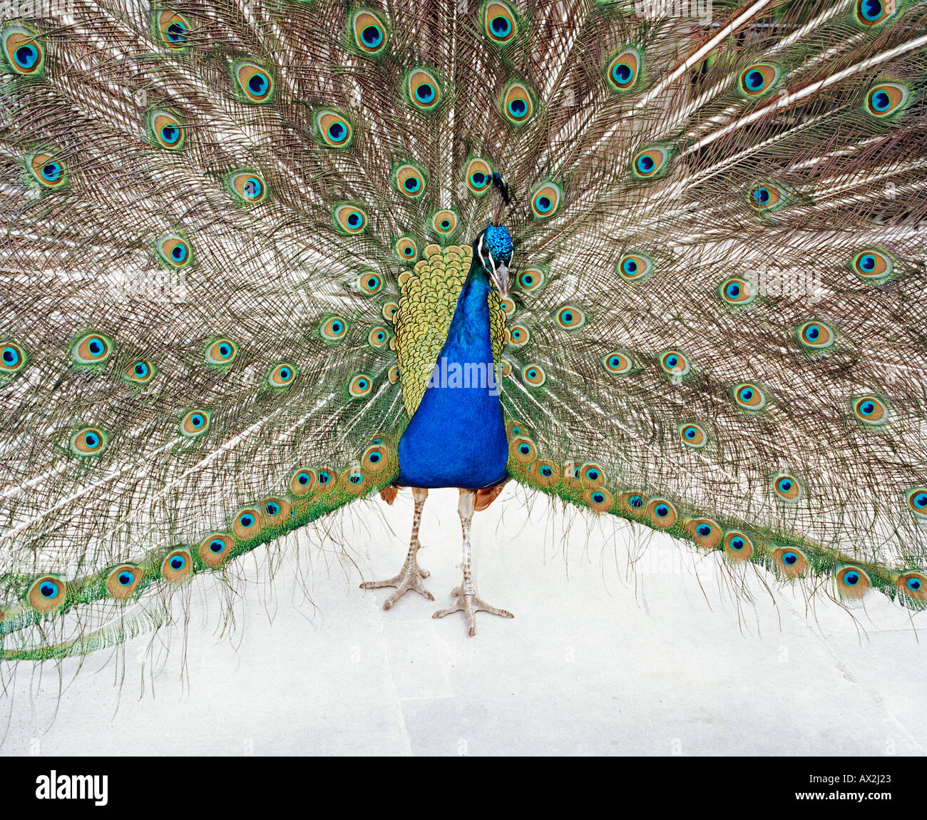 Animal peacock hi-res stock photography and images - Alamy