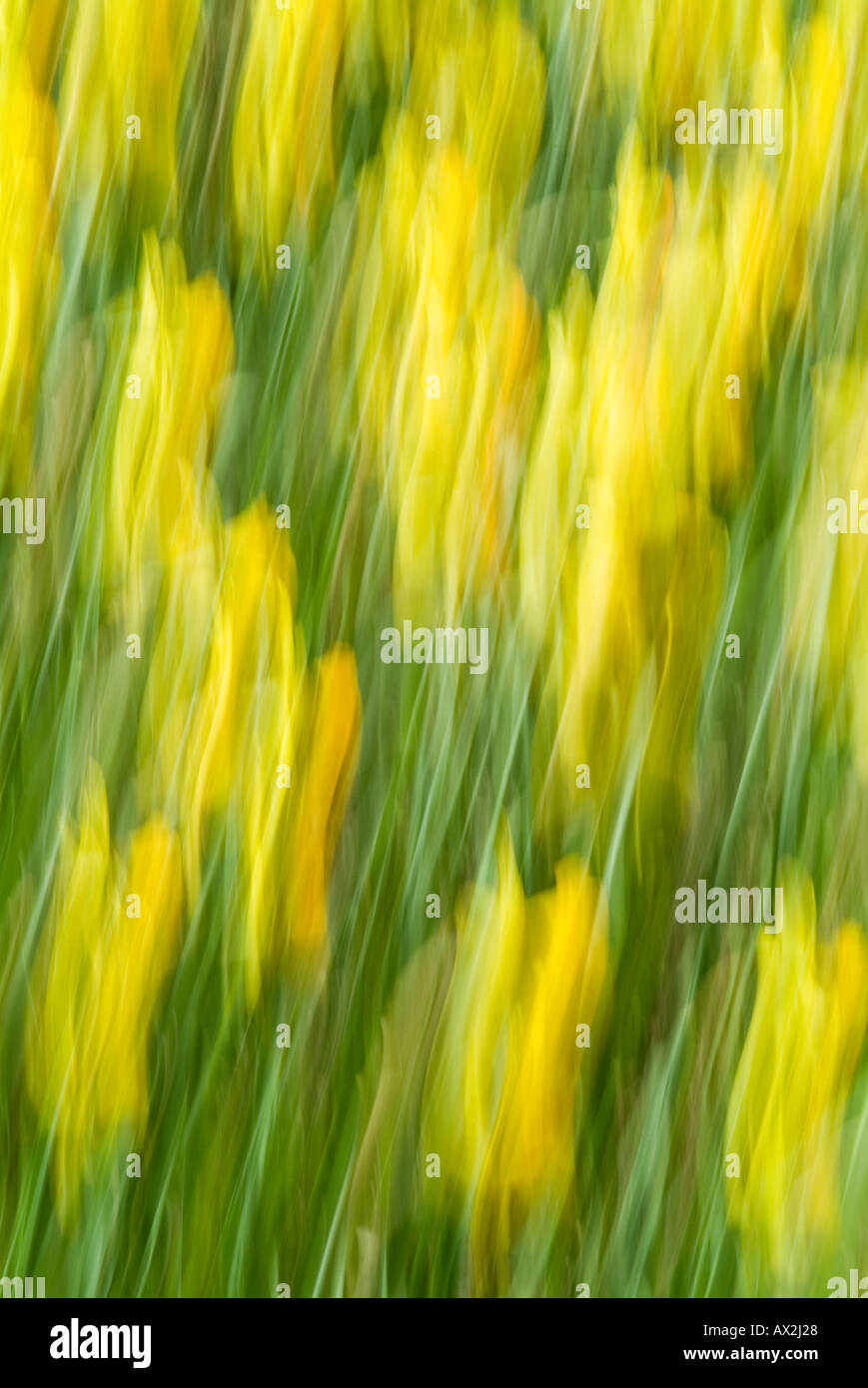 wind blown tulips Stock Photo - Alamy