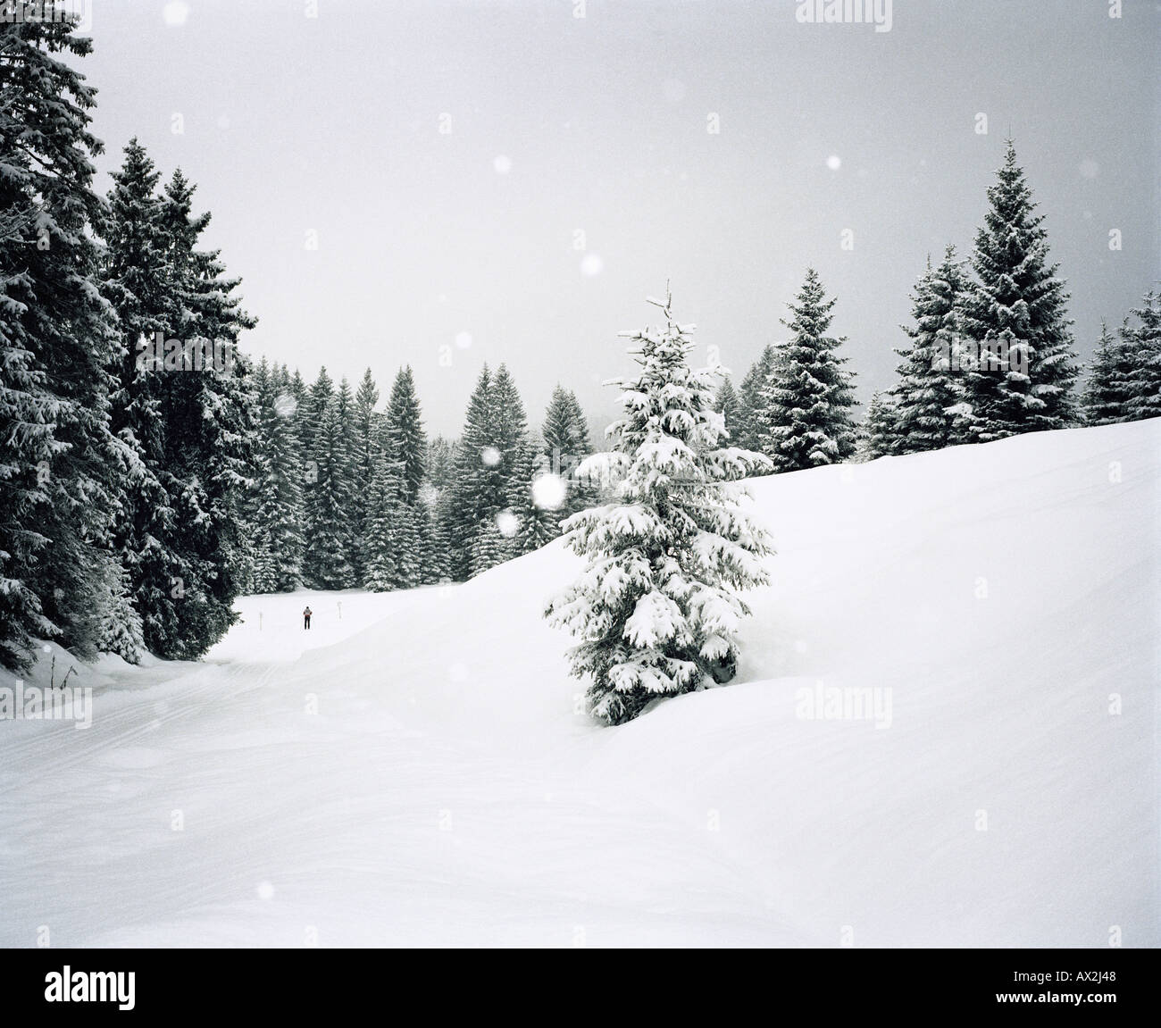 Snow falling in a forest clearing Stock Photo - Alamy