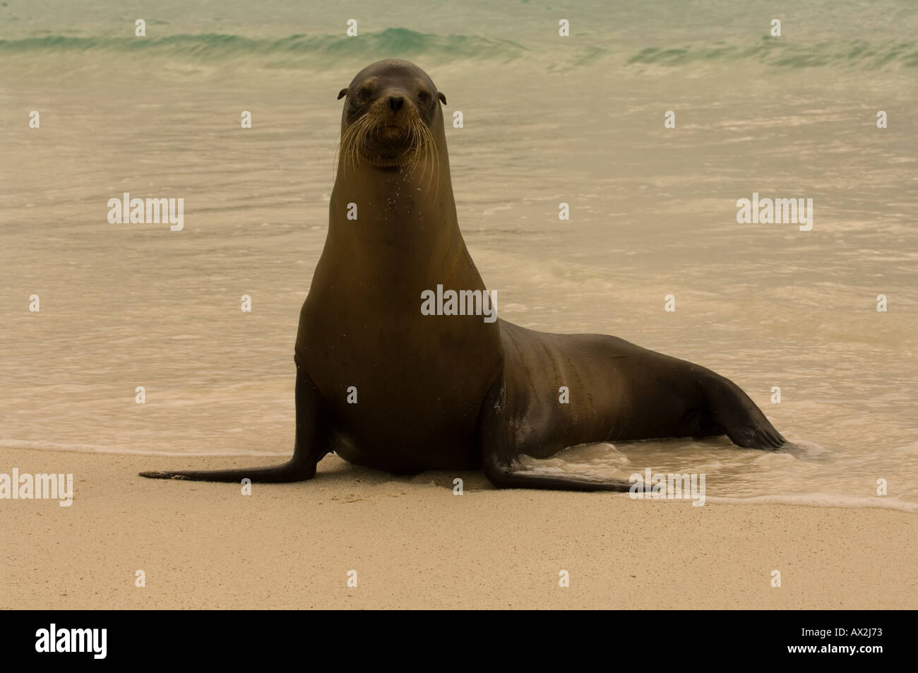 Maleón hi-res stock photography and images - Alamy