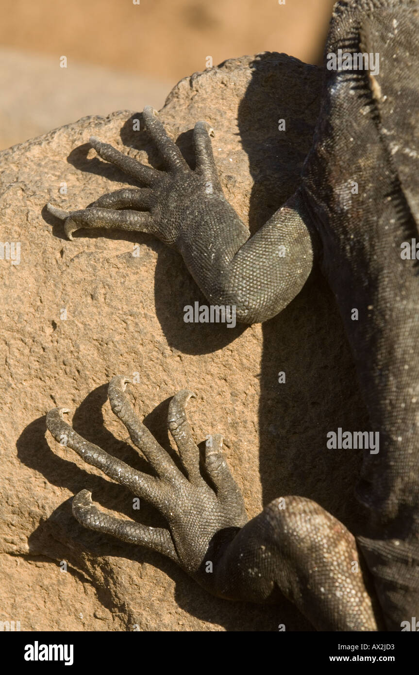 Marine Iguana (Amblyrhynchus cristatus) close-up of the feet,Gardner ...