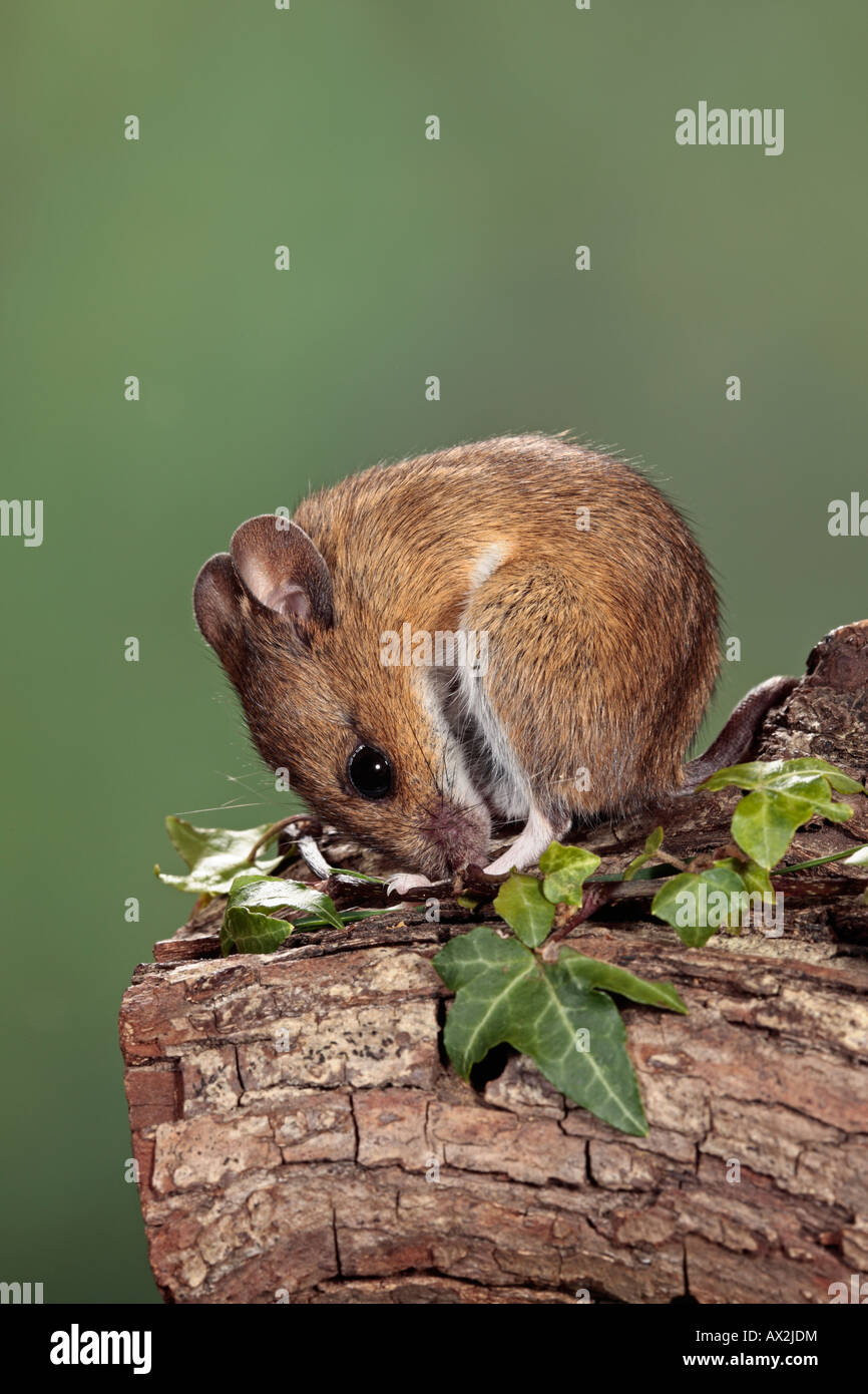 Mouse Washing Stock Photos & Mouse Washing Stock Images - Alamy