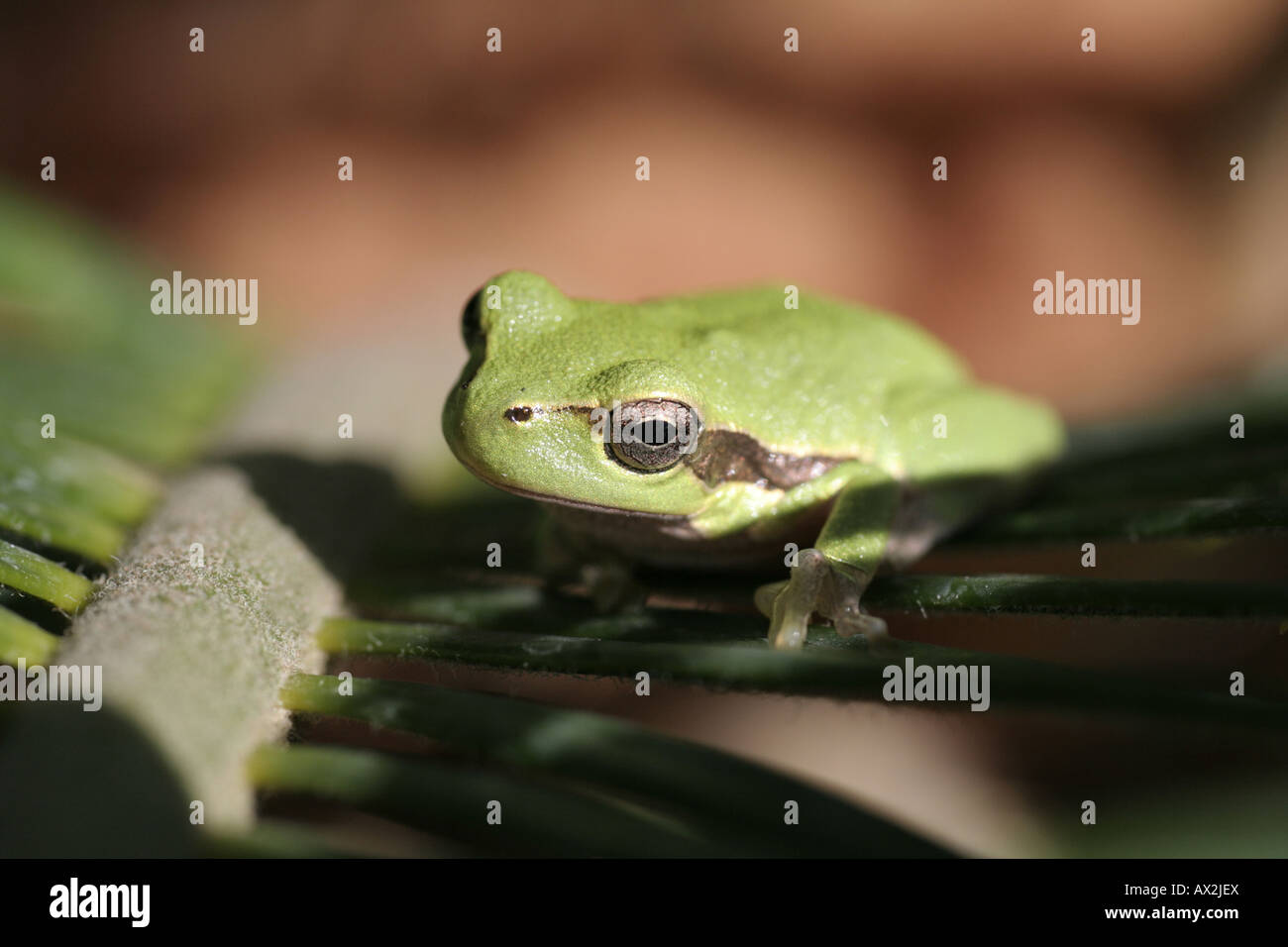 Green Tree Frog Stock Photo - Alamy