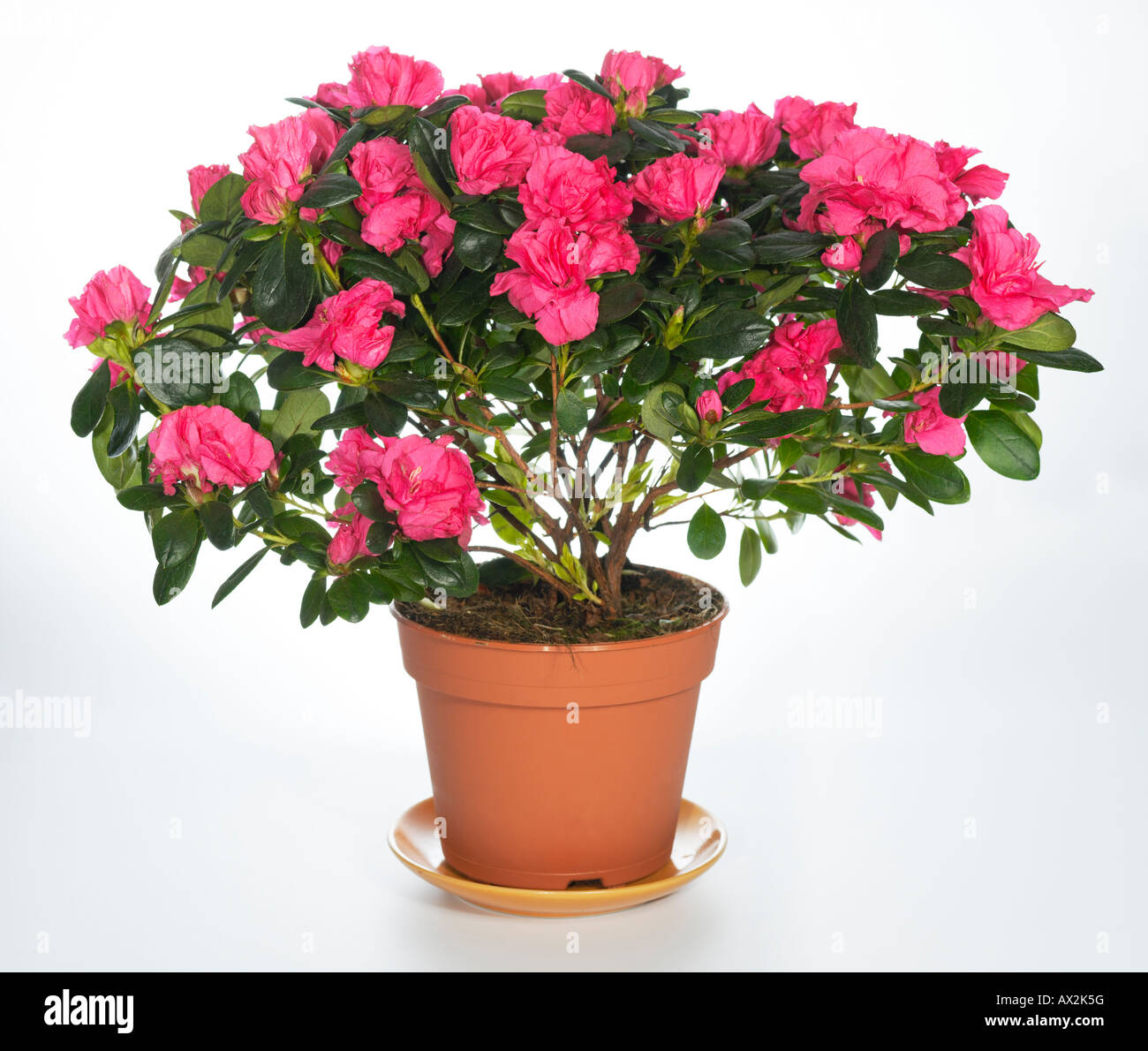 Home plant azalea "Rhododendron simsii" on light background (not ...