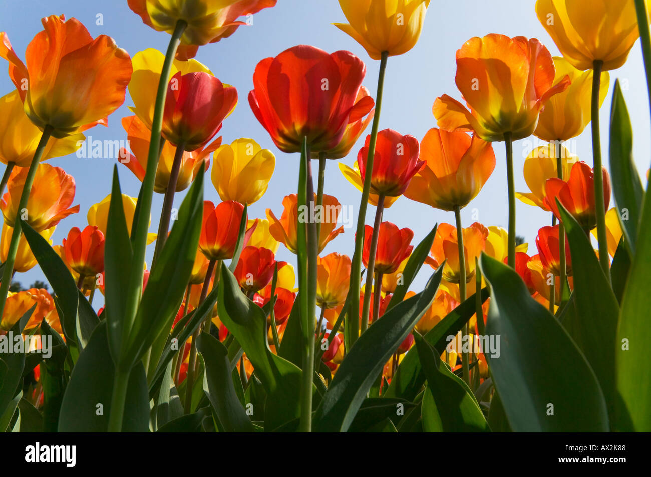 Tulips in Keukenhof Gardens Amsterdam Netherlands Stock Photo - Alamy