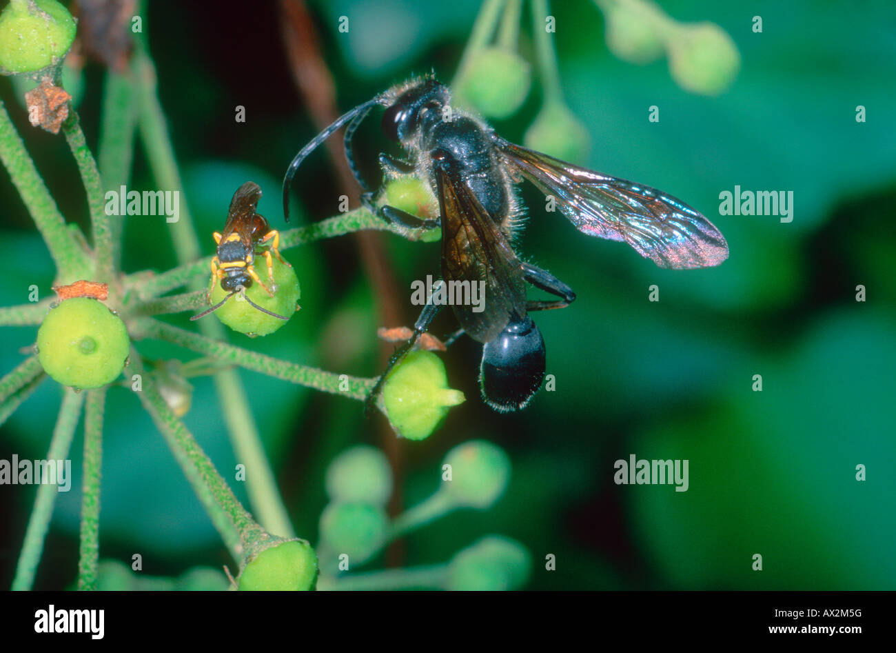Two Digger Wasps collecting nectar on Ivy flowers showing size ...
