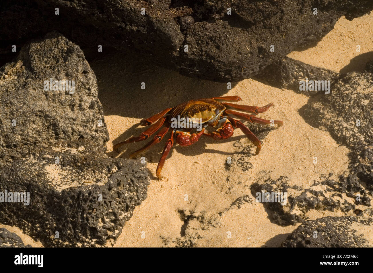 Sally Lightfoot Crab (Grapsus grapsus) Galapagos Islands Ecuador Stock ...