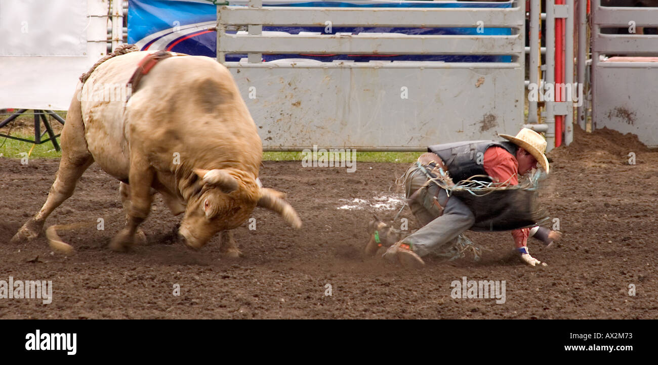Cowboy bucked off bull hi-res stock photography and images - Alamy