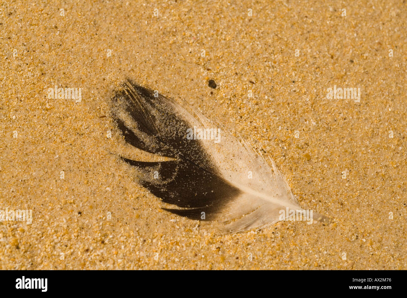 Feather on the sandy beach Punta Cormorant Floreana Galapagos Islands ...