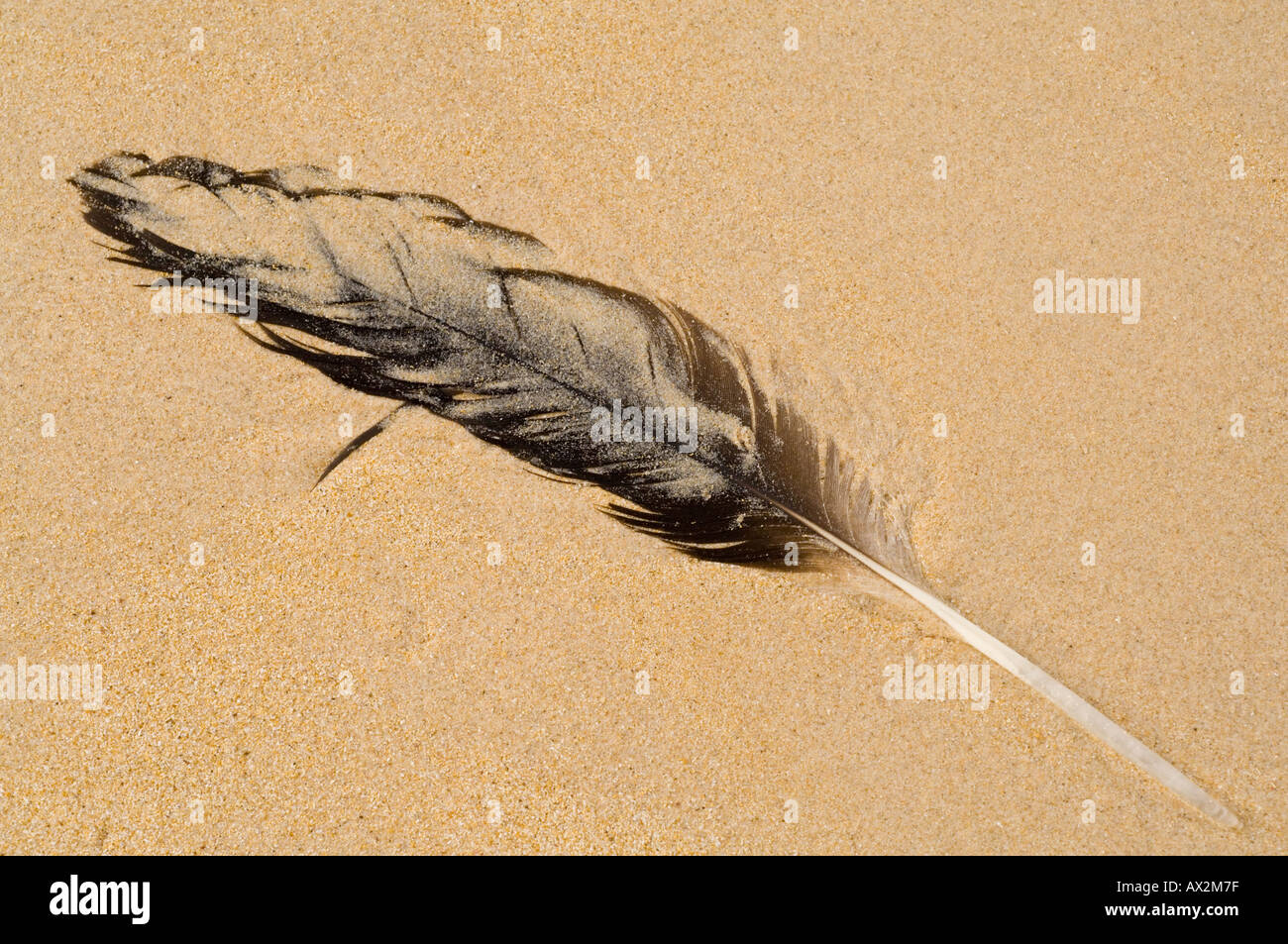Feather on the sandy beach Punta Cormorant Floreana Galapagos Islands ...