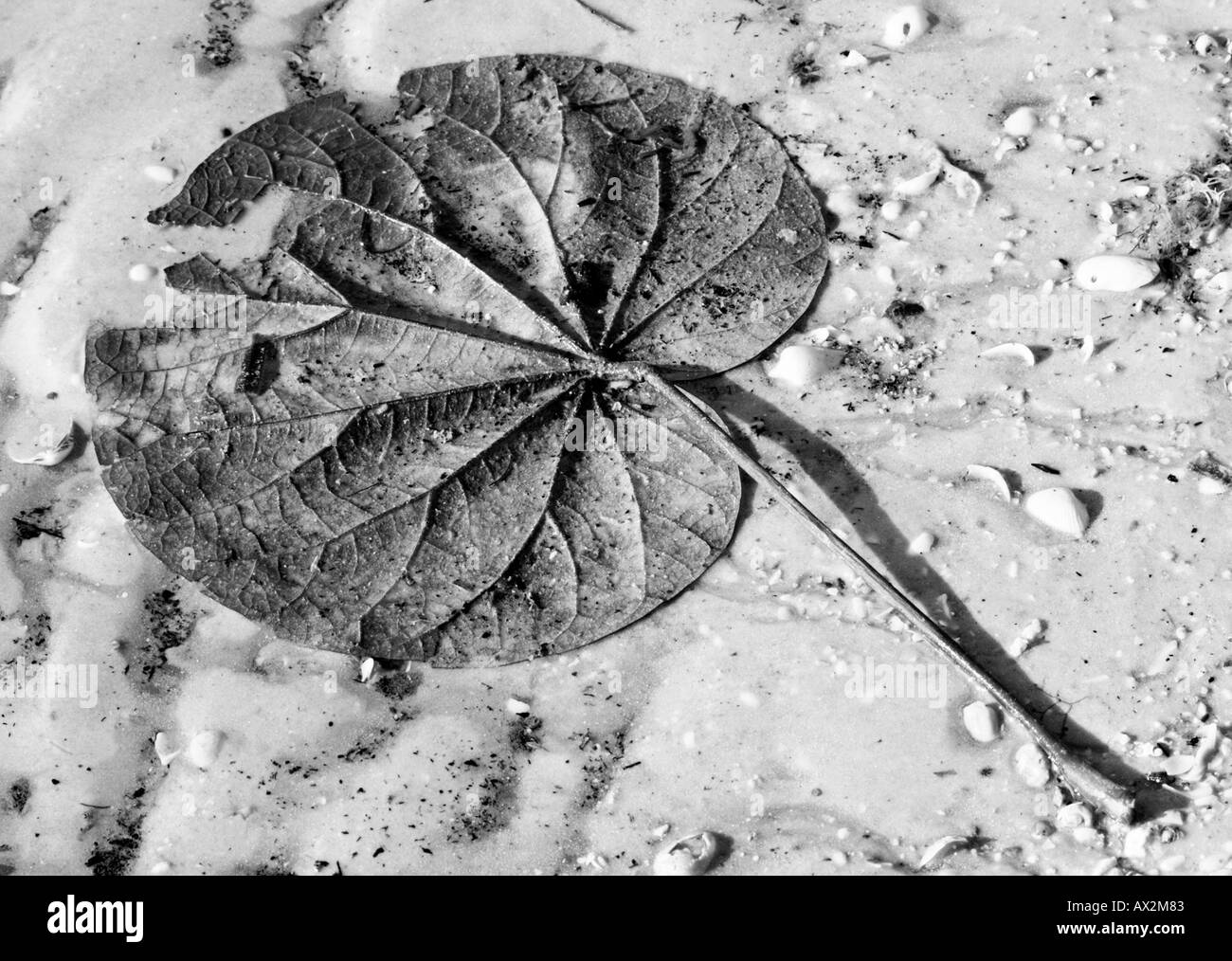 Dead tide Black and White Stock Photos & Images - Alamy