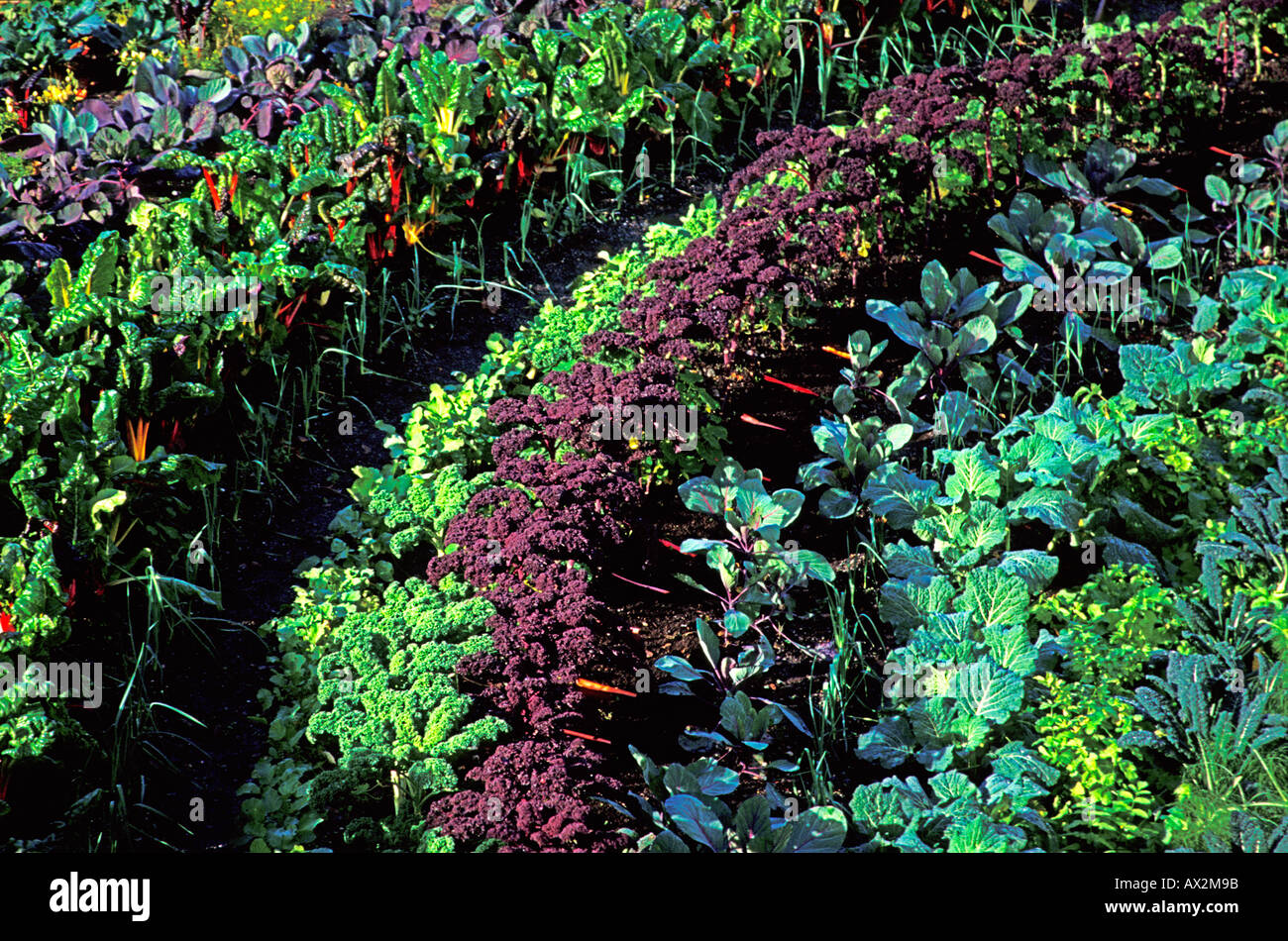Eden project cornwall vegetables hi-res stock photography and images ...