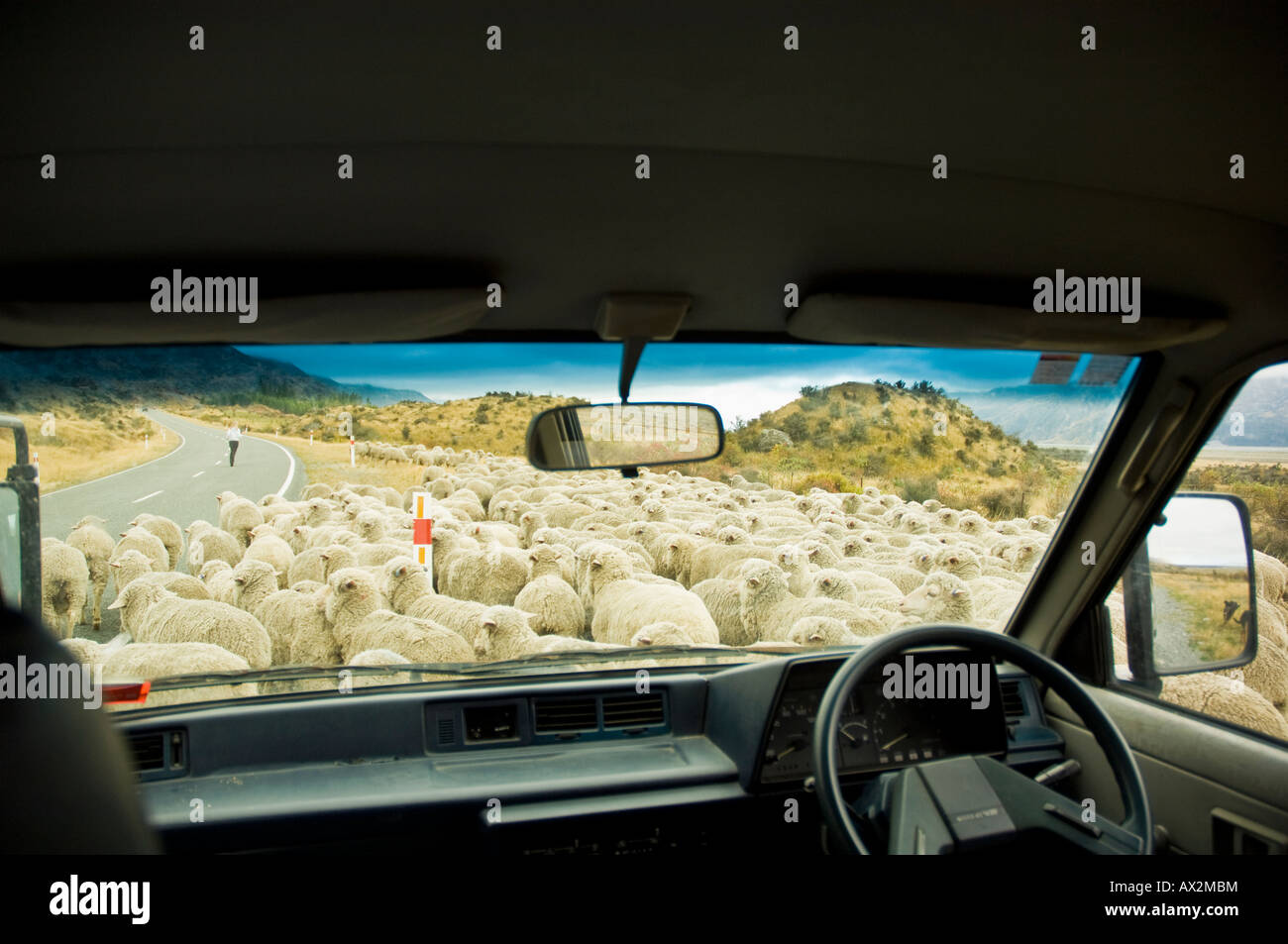 Sheep new zealand car hi-res stock photography and images - Alamy