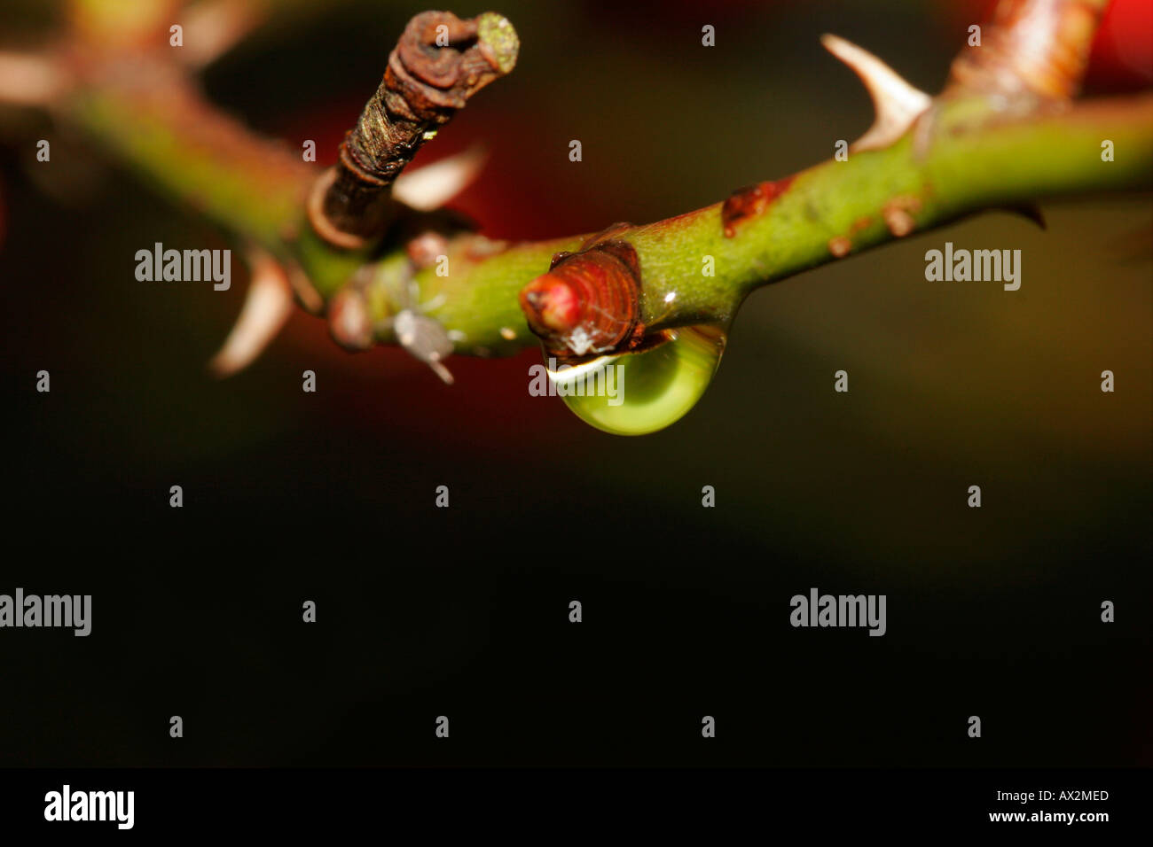 On dog rose rosa canina hi-res stock photography and images - Alamy