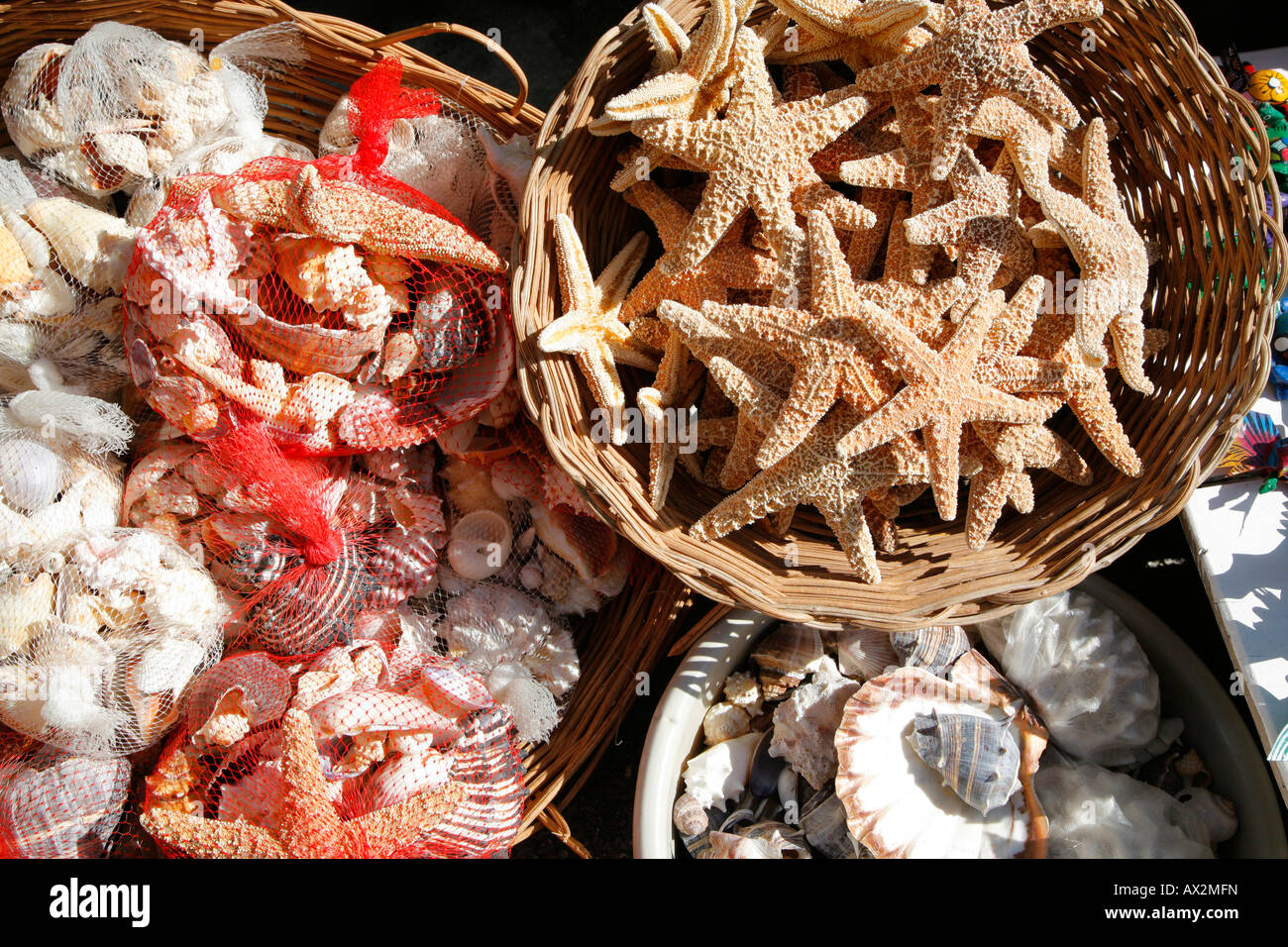 Isla Mujeres Mexico Sea Of Shells