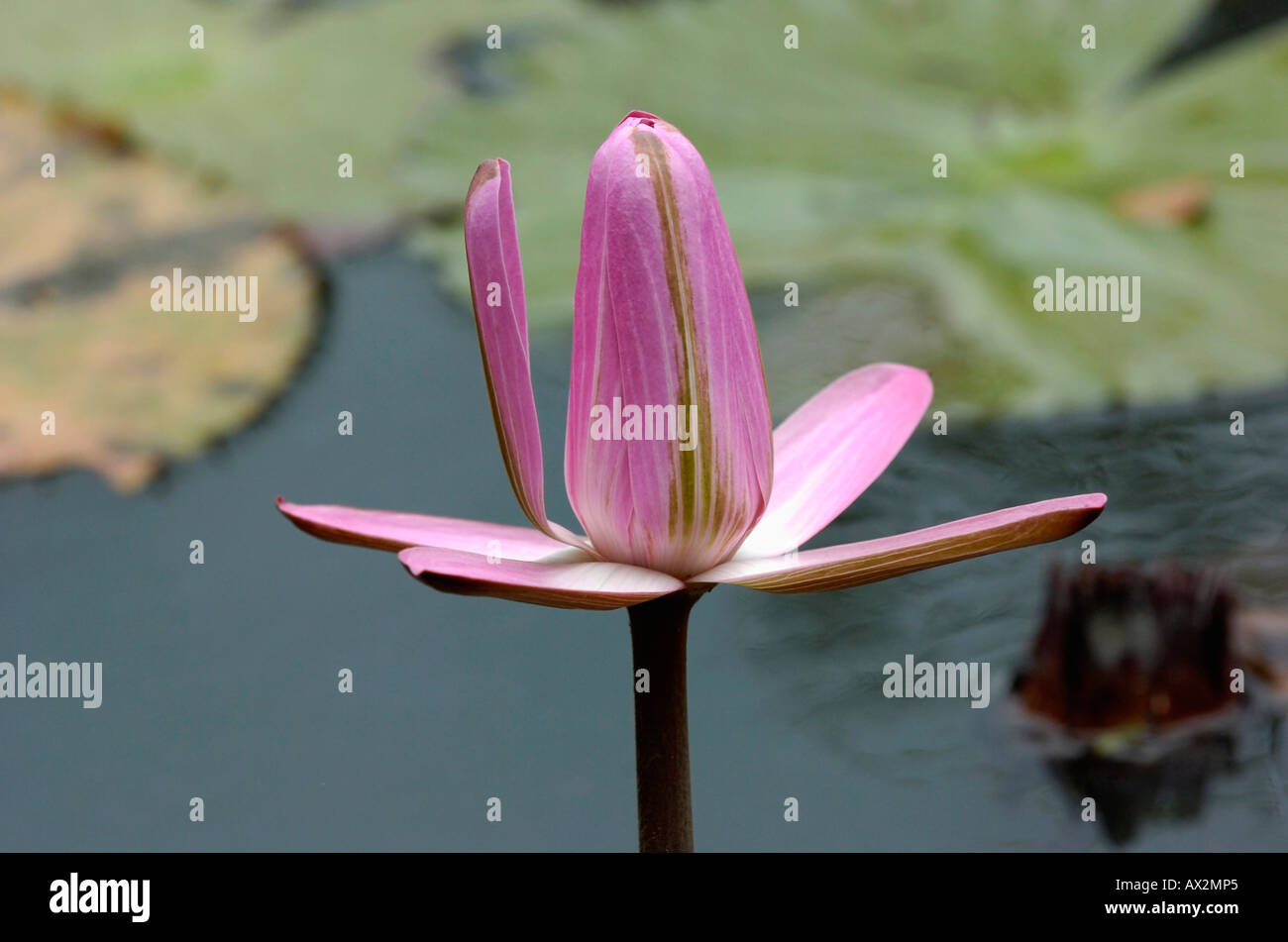 Pink water lily Stock Photo - Alamy