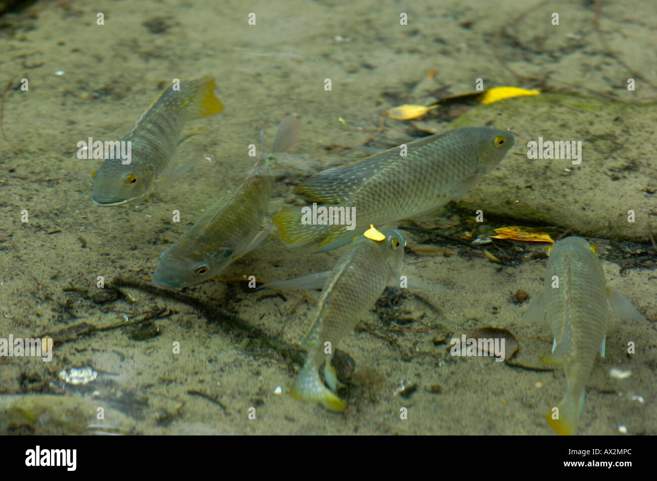 Fish swimming in pool Stock Photo - Alamy