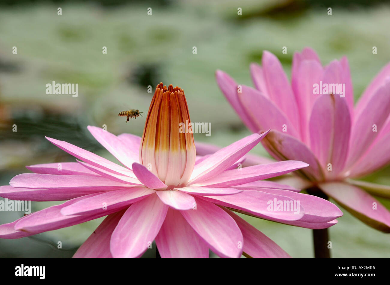Pink water lily & bee Stock Photo - Alamy