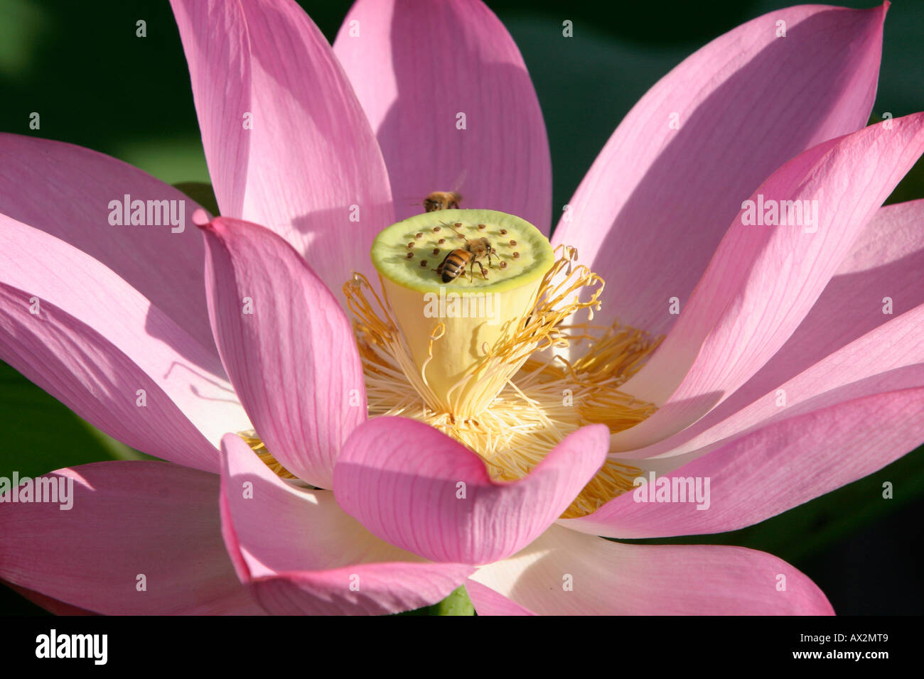 Pink lotus & bee Stock Photo - Alamy