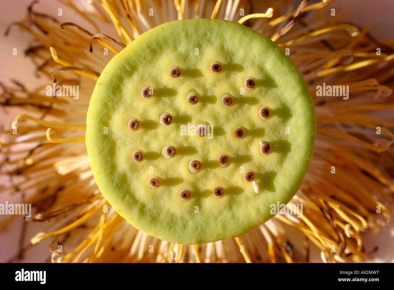 Conical root hi-res stock photography and images - Alamy